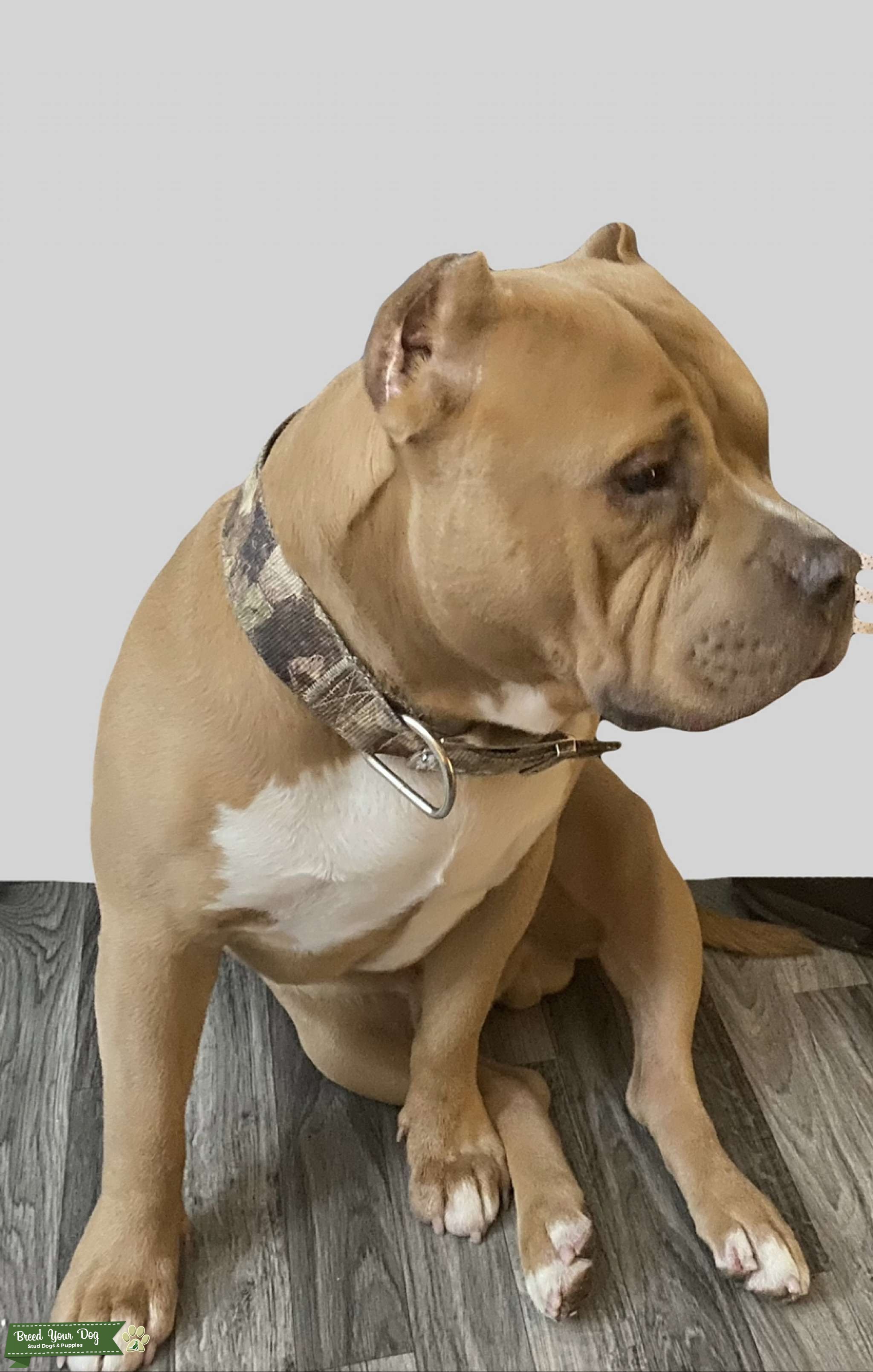 American Bulldog Stud - Stud Dog in Las vegas, the United States ...