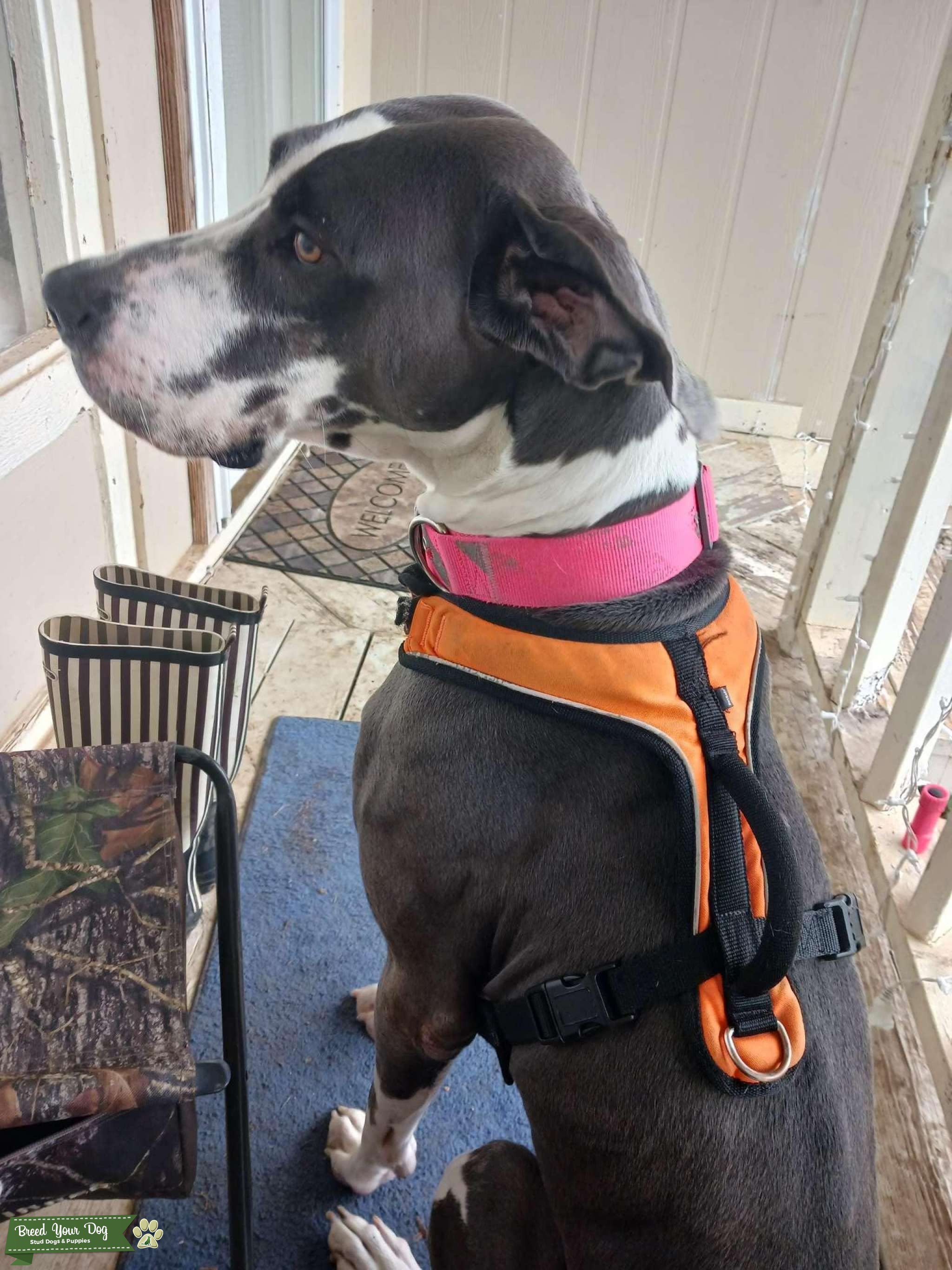 Great Dane Female - Stud Dog in TX, United States | Breed Your Dog