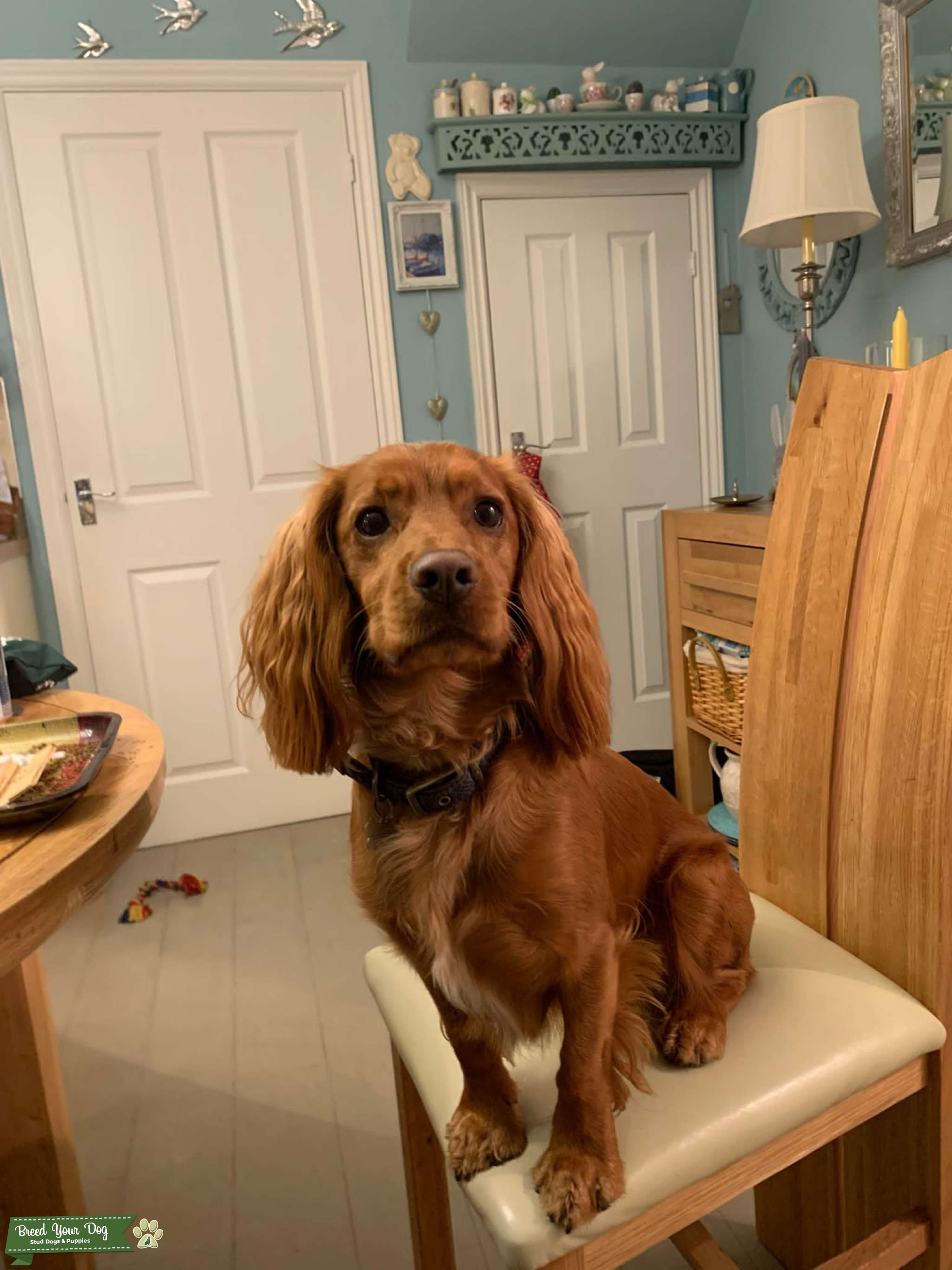 cocker spaniel for stud - Stud Dog in Glasgow, the United Kingdom ...