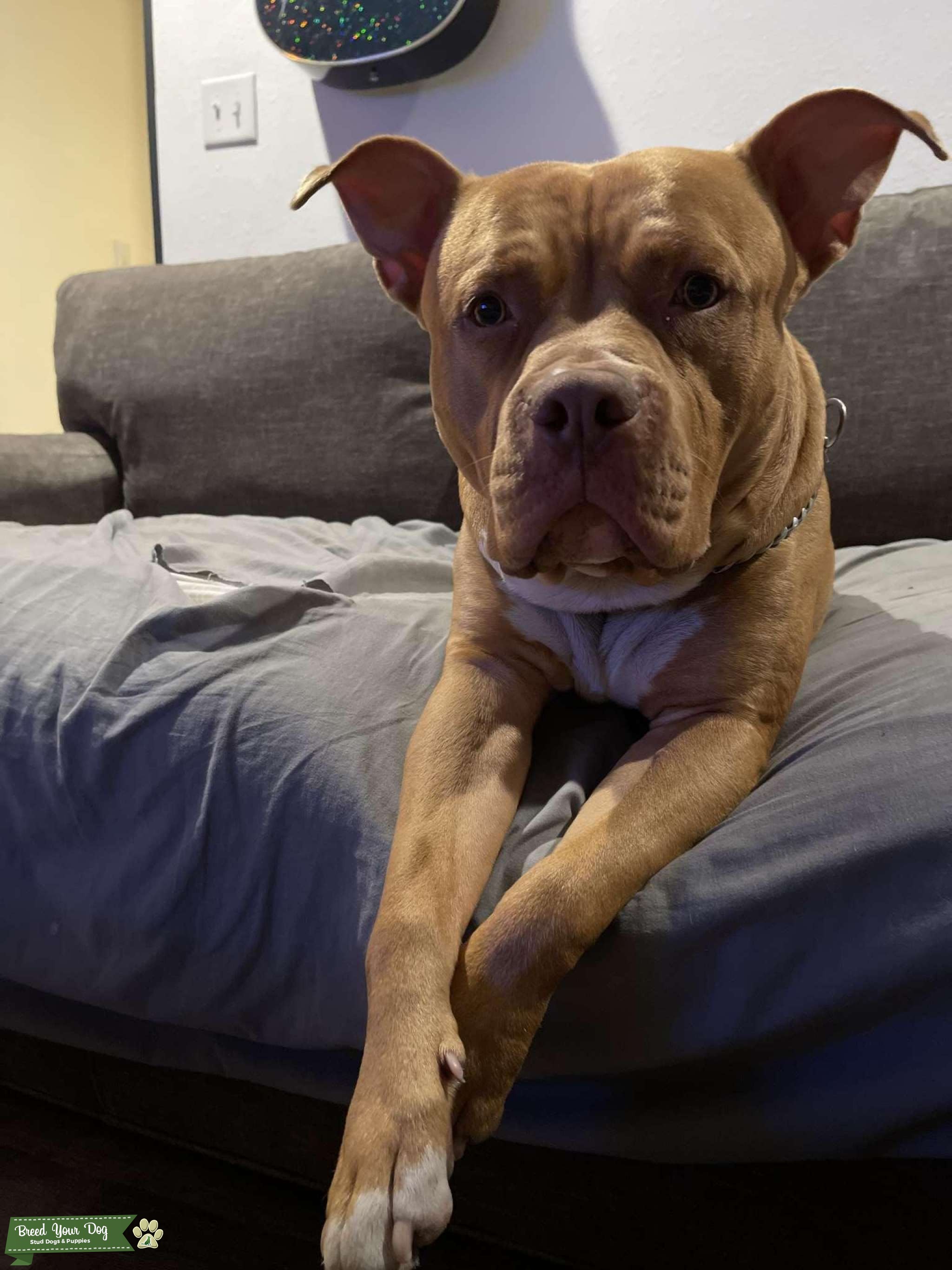 Rednose pit Best dog ever - Stud Dog in Hammond, Louisiana, the United ...