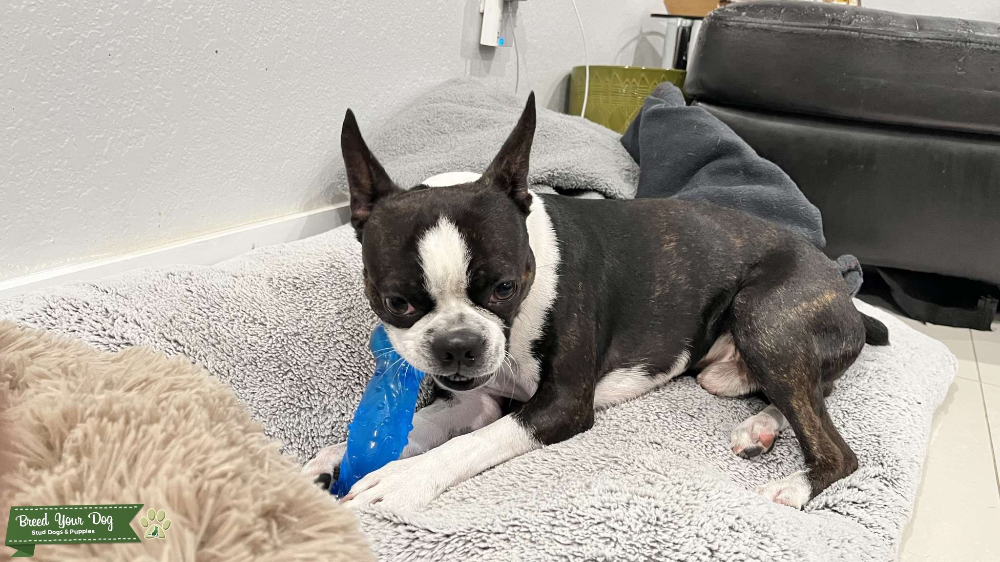 Tuxedo Boston Terrier - Stud Dog in Florida , the United States | Breed ...