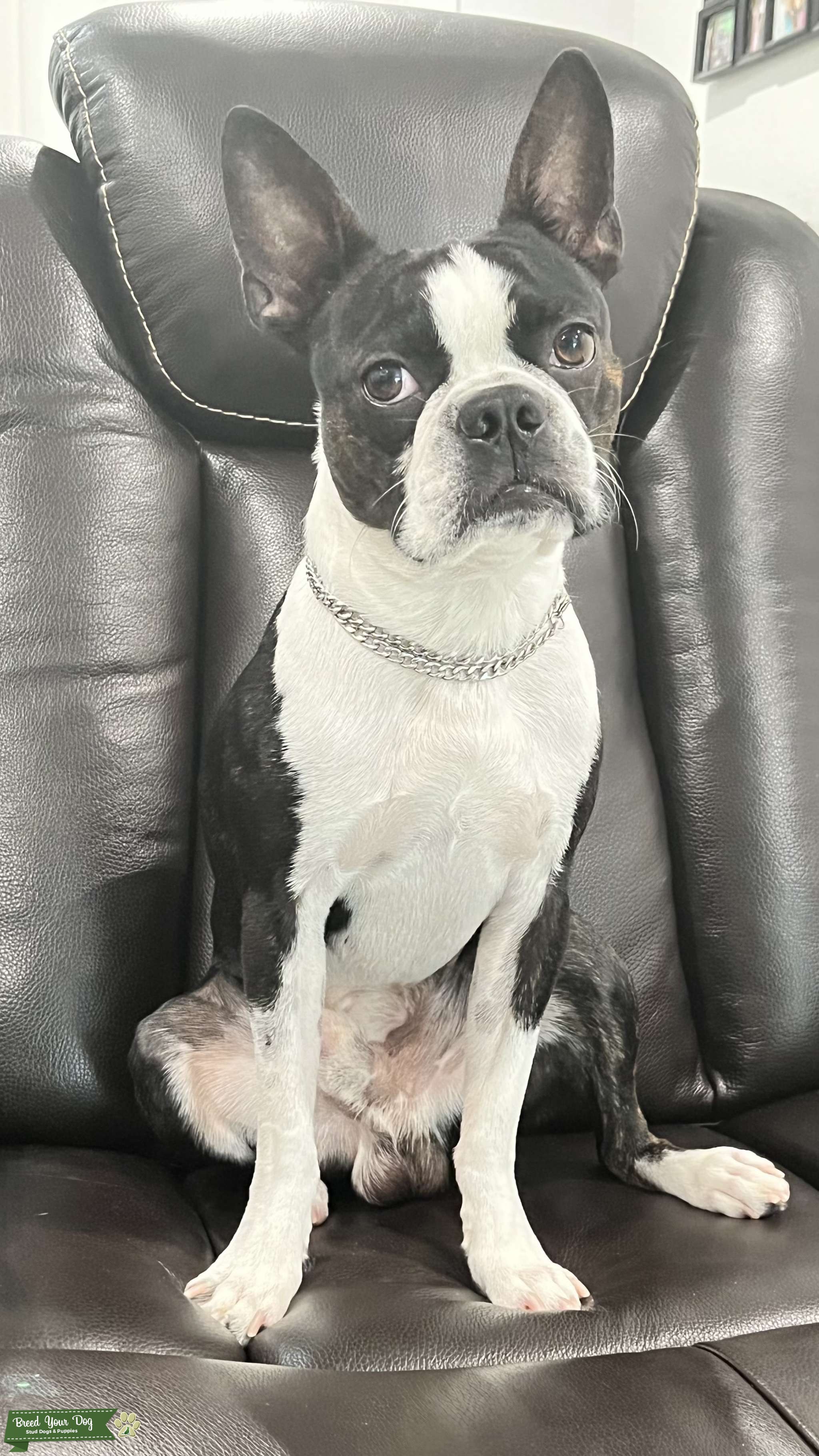 Tuxedo Boston Terrier - Stud Dog in Florida , Thailand | Breed Your Dog