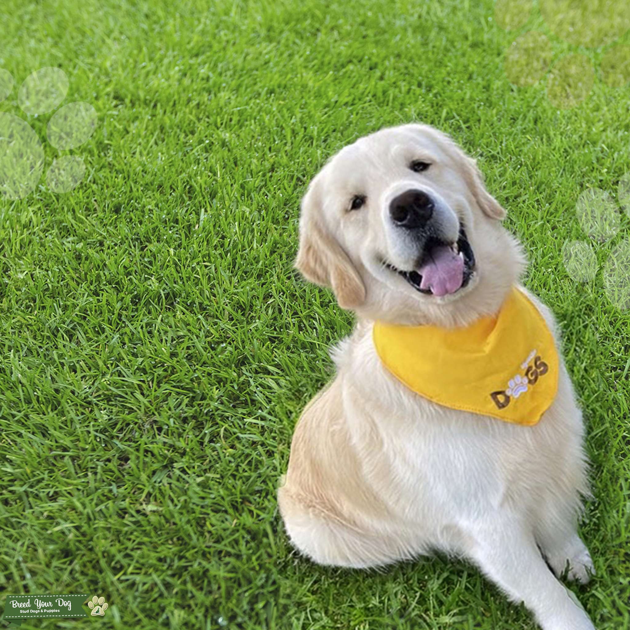 World renowned Champion Bloodline with Impressive Pedigree Golden ...