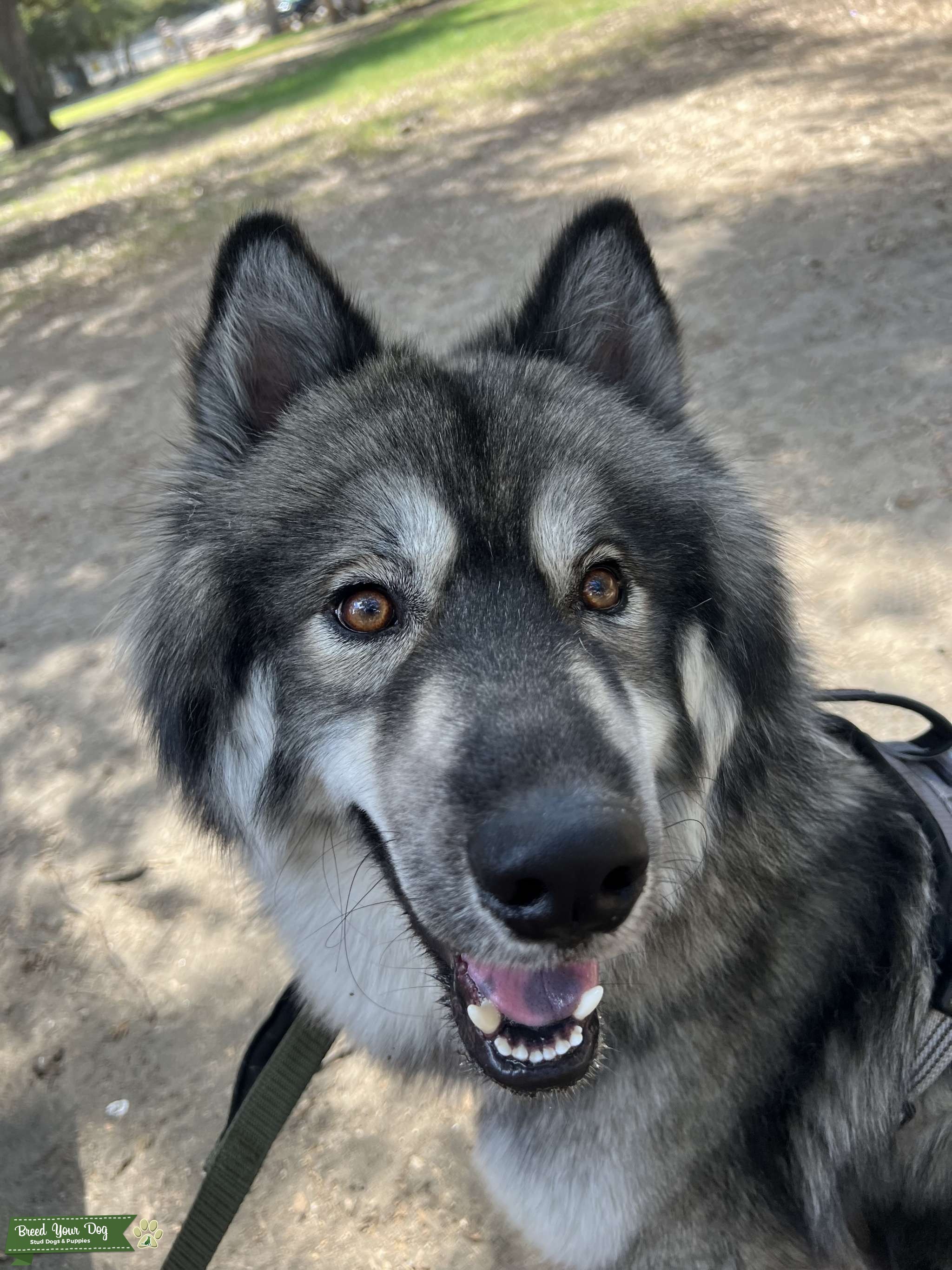 Purebred AKC registered Agouti Husky - Stud Dog California - Breed Your Dog