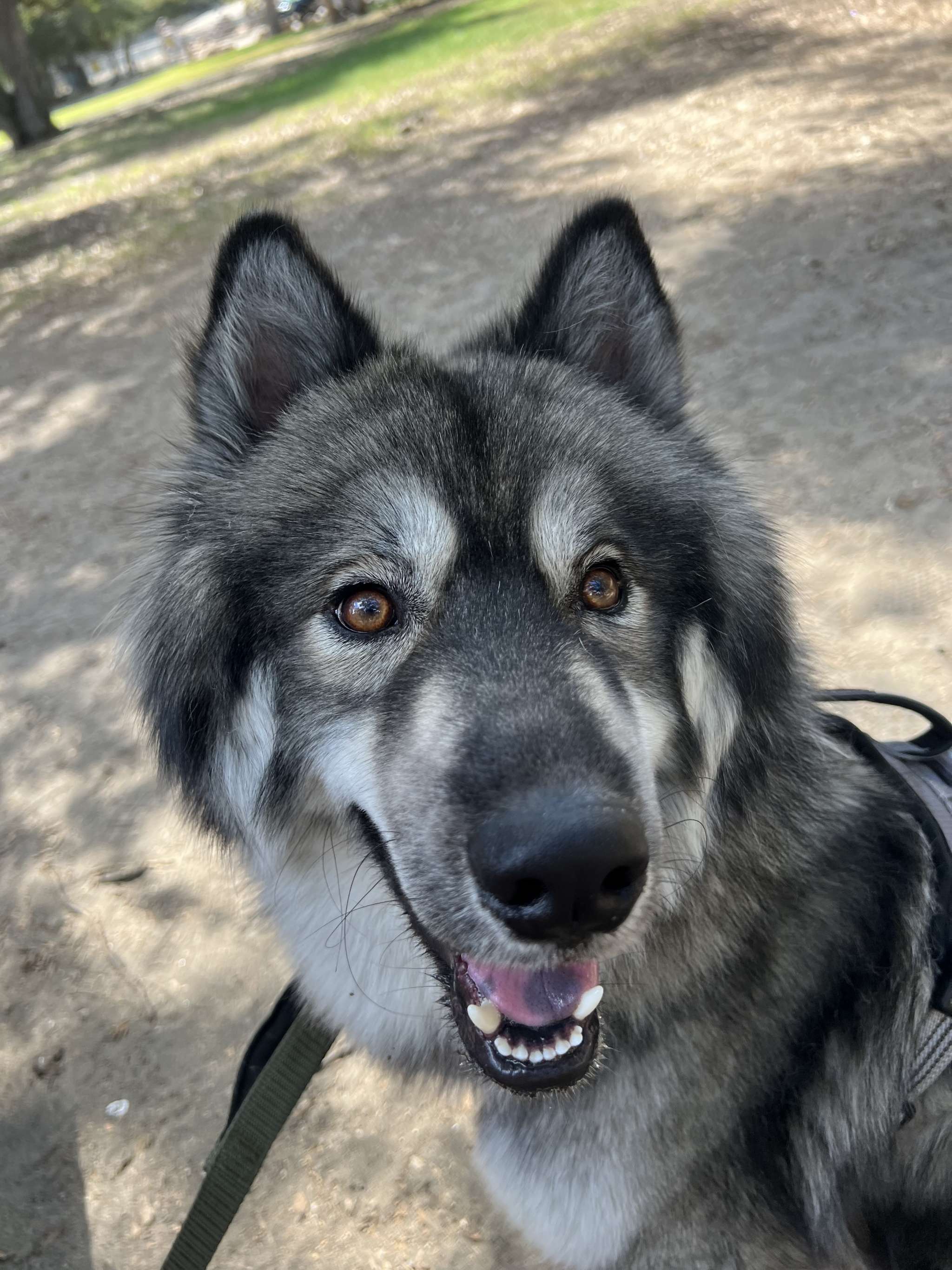 Purebred AKC registered Agouti Husky - Stud Dog in California, United ...