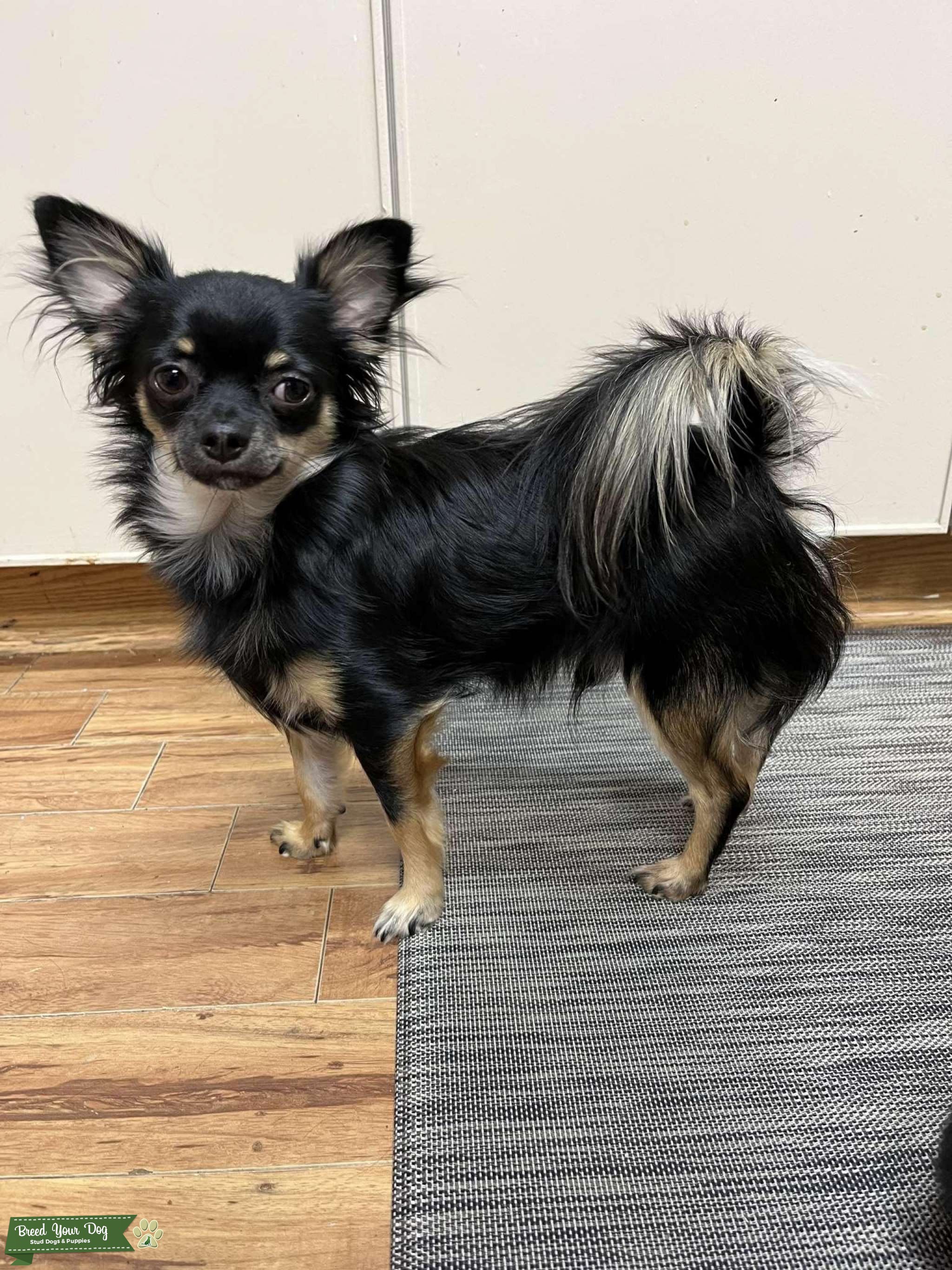 Long Hair Chihuahua for Hire - Stud Dog in Calgary , Australia | Breed ...