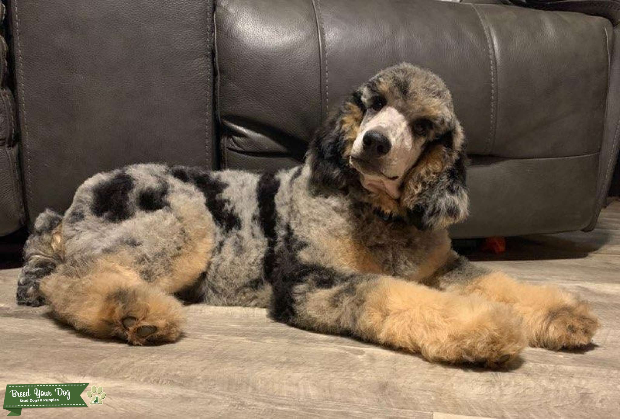 AKC Blue Merle Phantom Standard Poodle. - Stud Dog in Charlotte, United ...