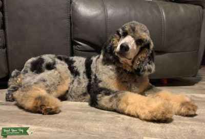 AKC Blue Merle Phantom Standard Poodle. - Stud Dog in Charlotte, United ...