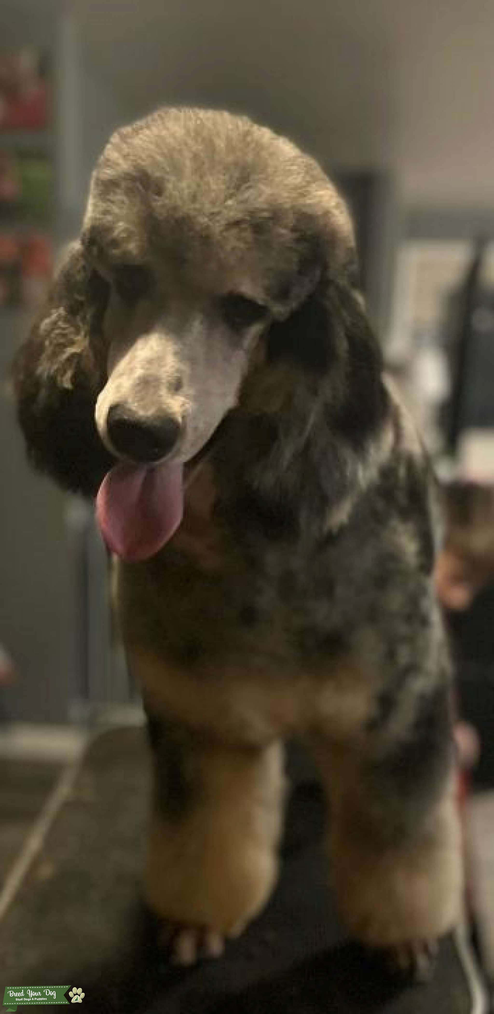 AKC Blue Merle Phantom Standard Poodle. - Stud Dog in Charlotte, United ...