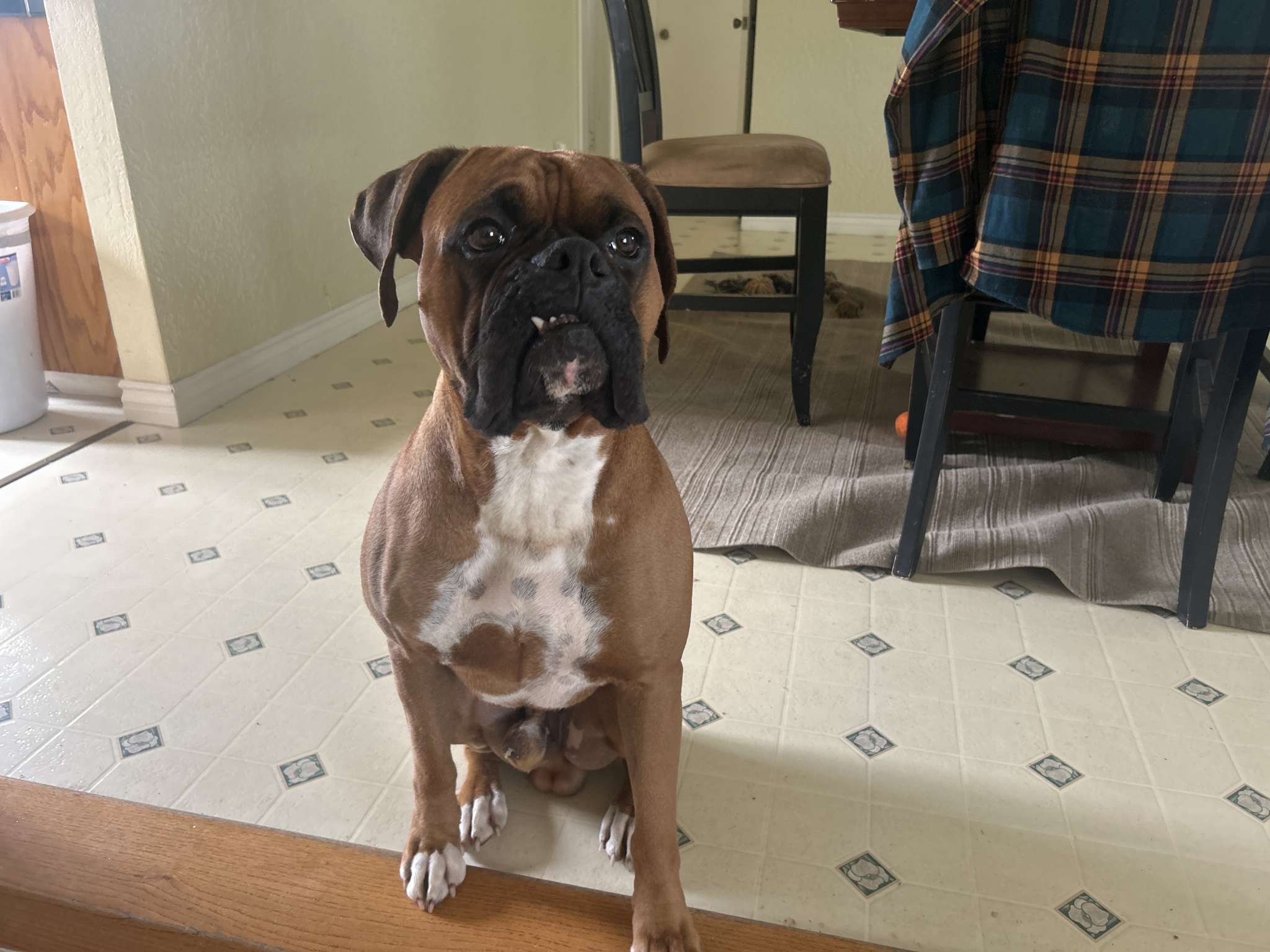 Brown male Boxer - Stud Dog in California , United States | Breed Your Dog