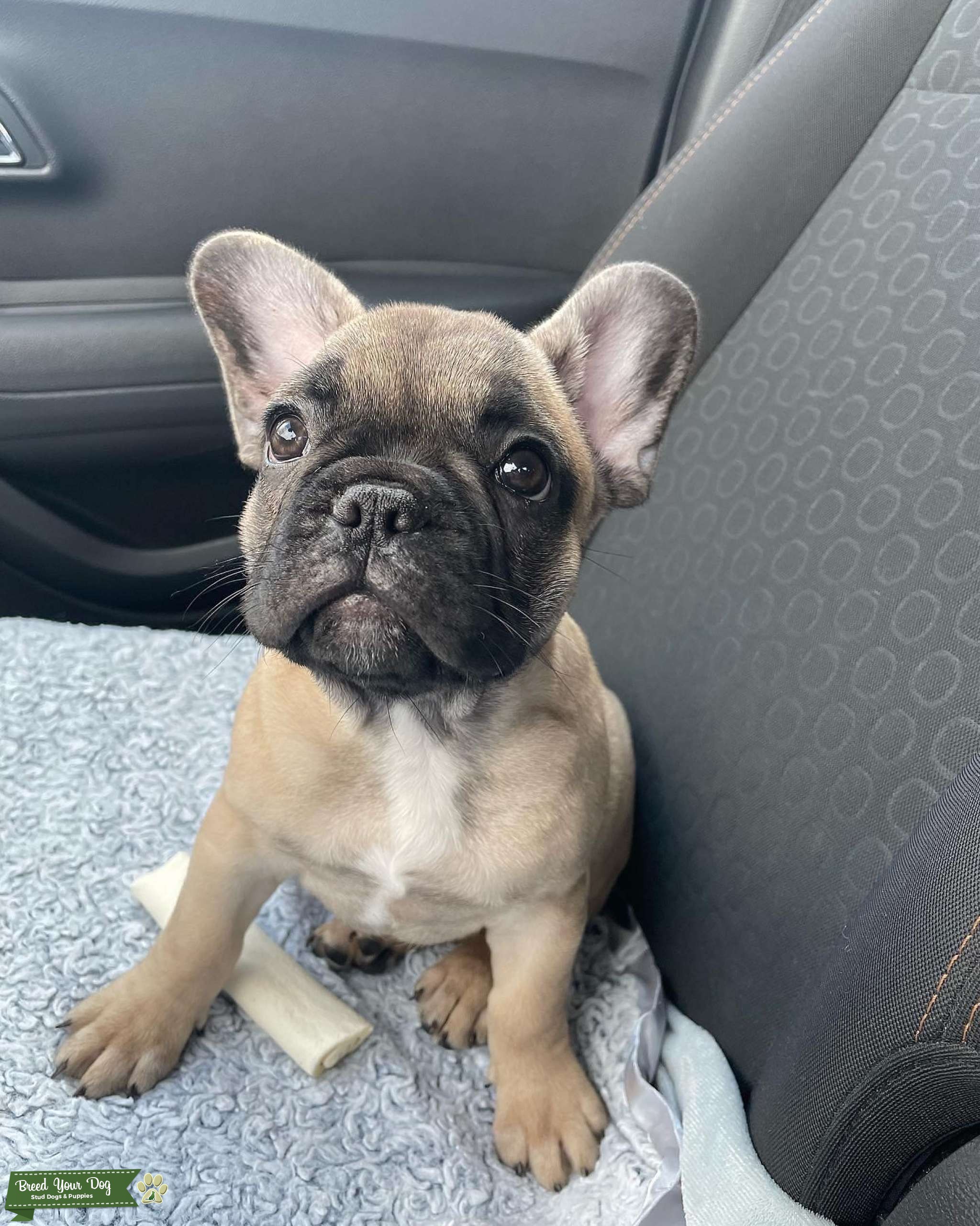 Handsome Frenchie - Stud Dog in IL, the United States | Breed Your Dog