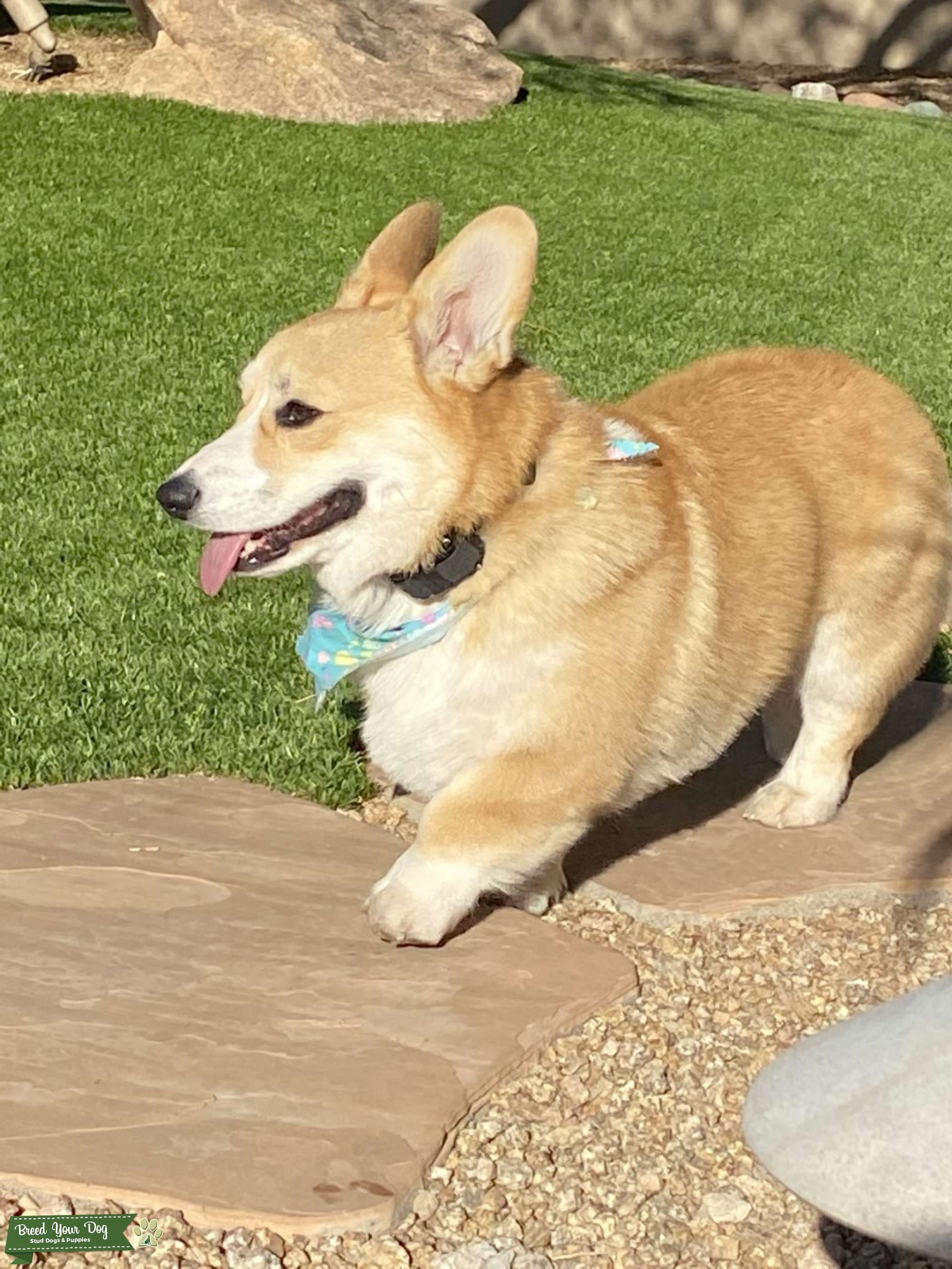 Amazing Male Corgi - Stud Dog in Arizona, United States | Breed Your Dog