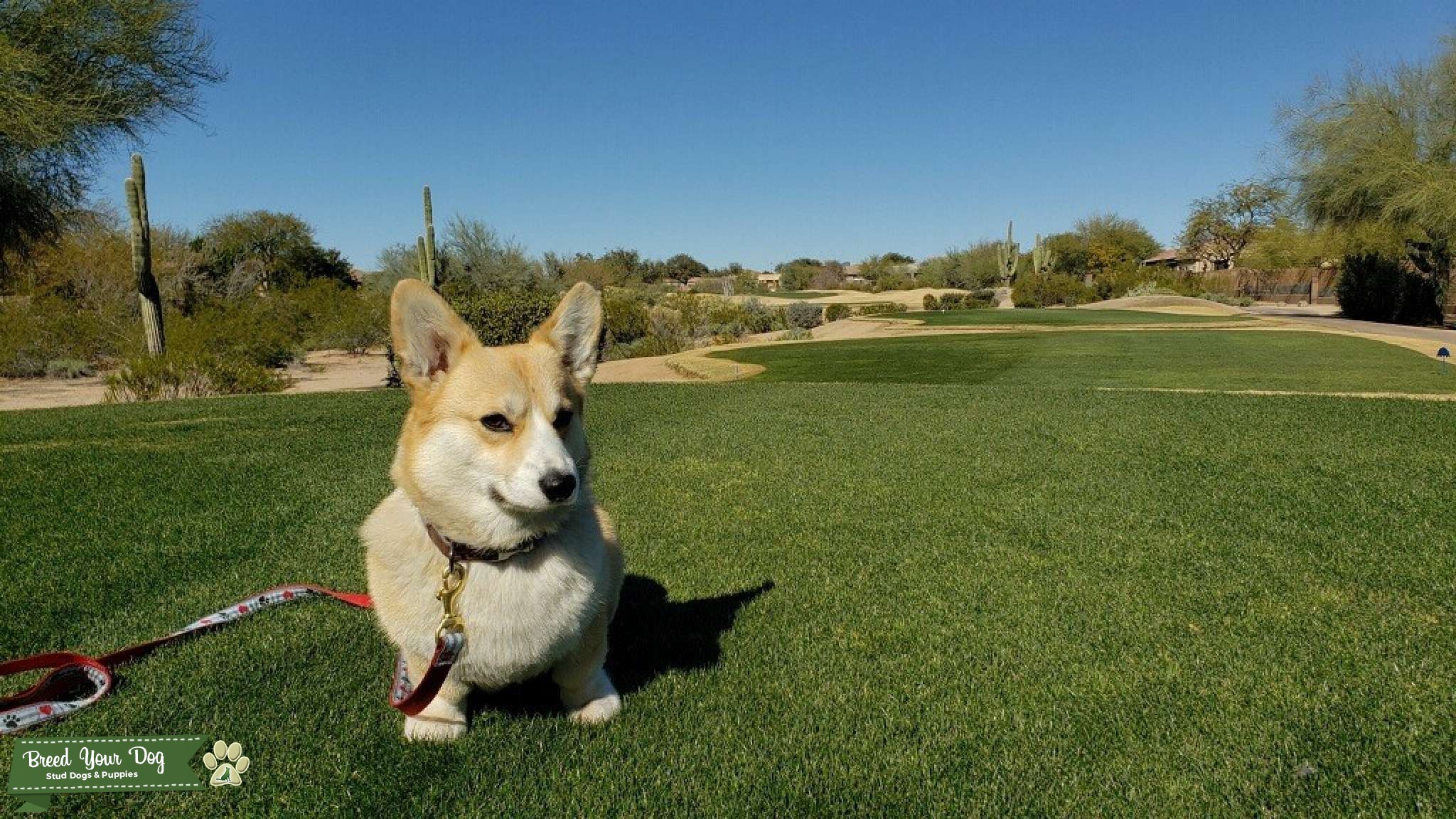Amazing Male Corgi - Stud Dog in Arizona, United States | Breed Your Dog