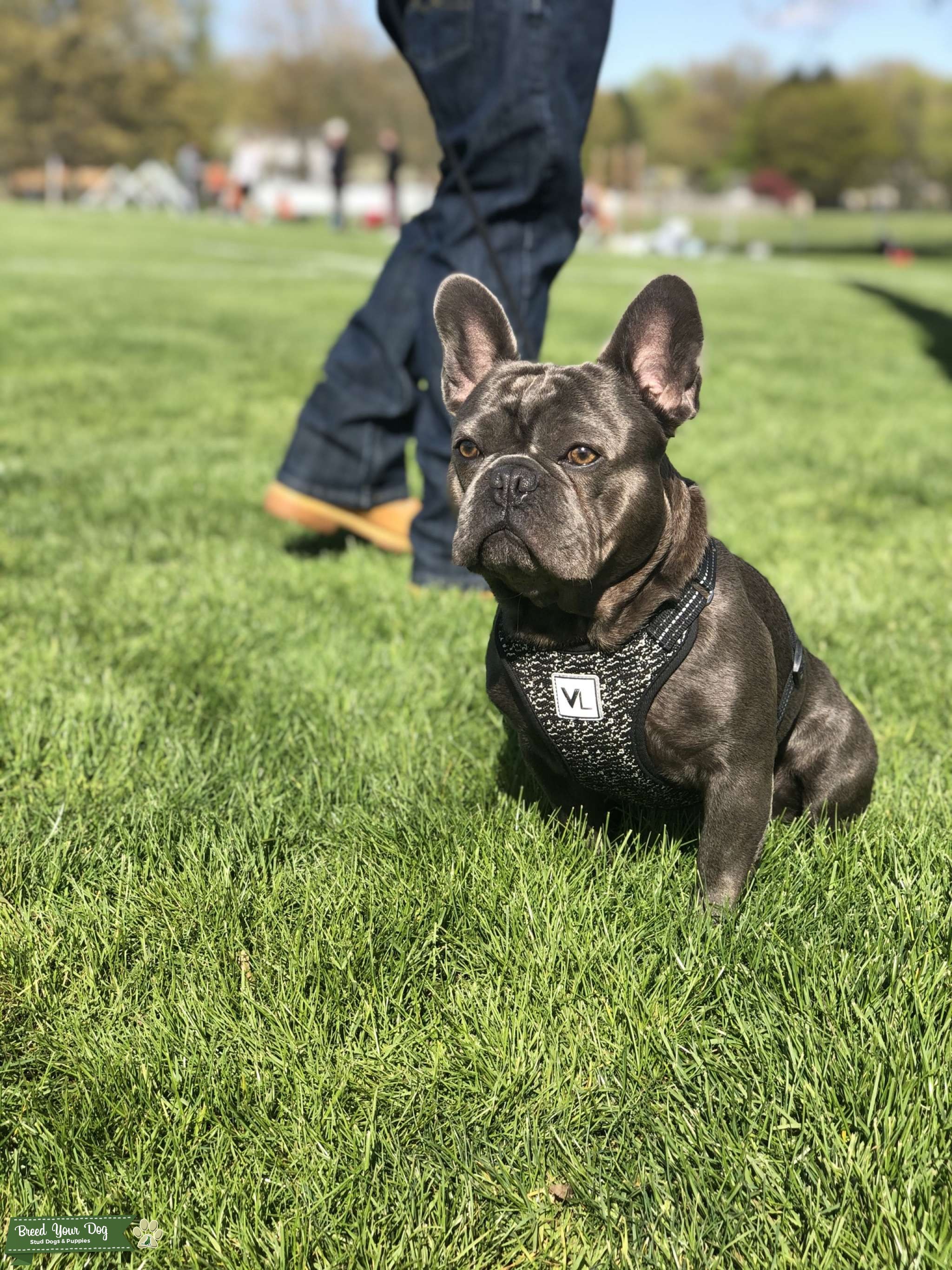 Male Frenchie looking to mate - Stud Dog in Ohio, United States | Breed ...