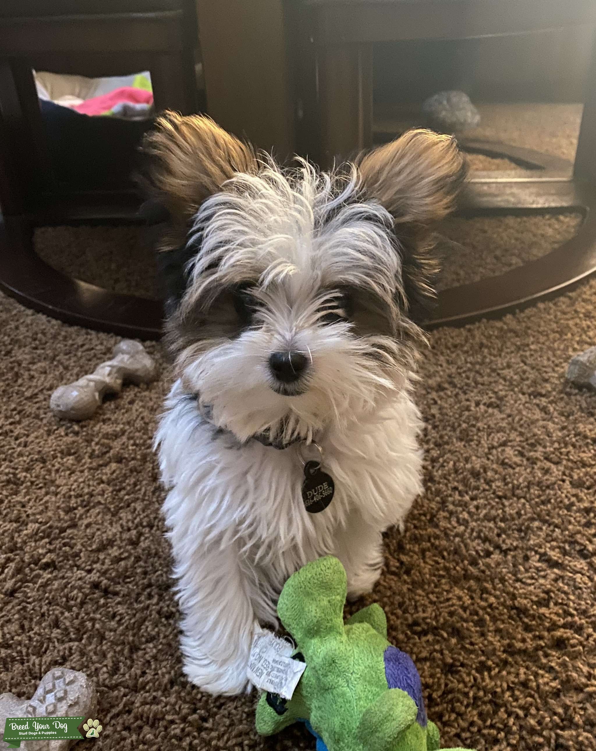 Parti Yorkie Stud - Stud Dog in Midwest, United States | Breed Your Dog