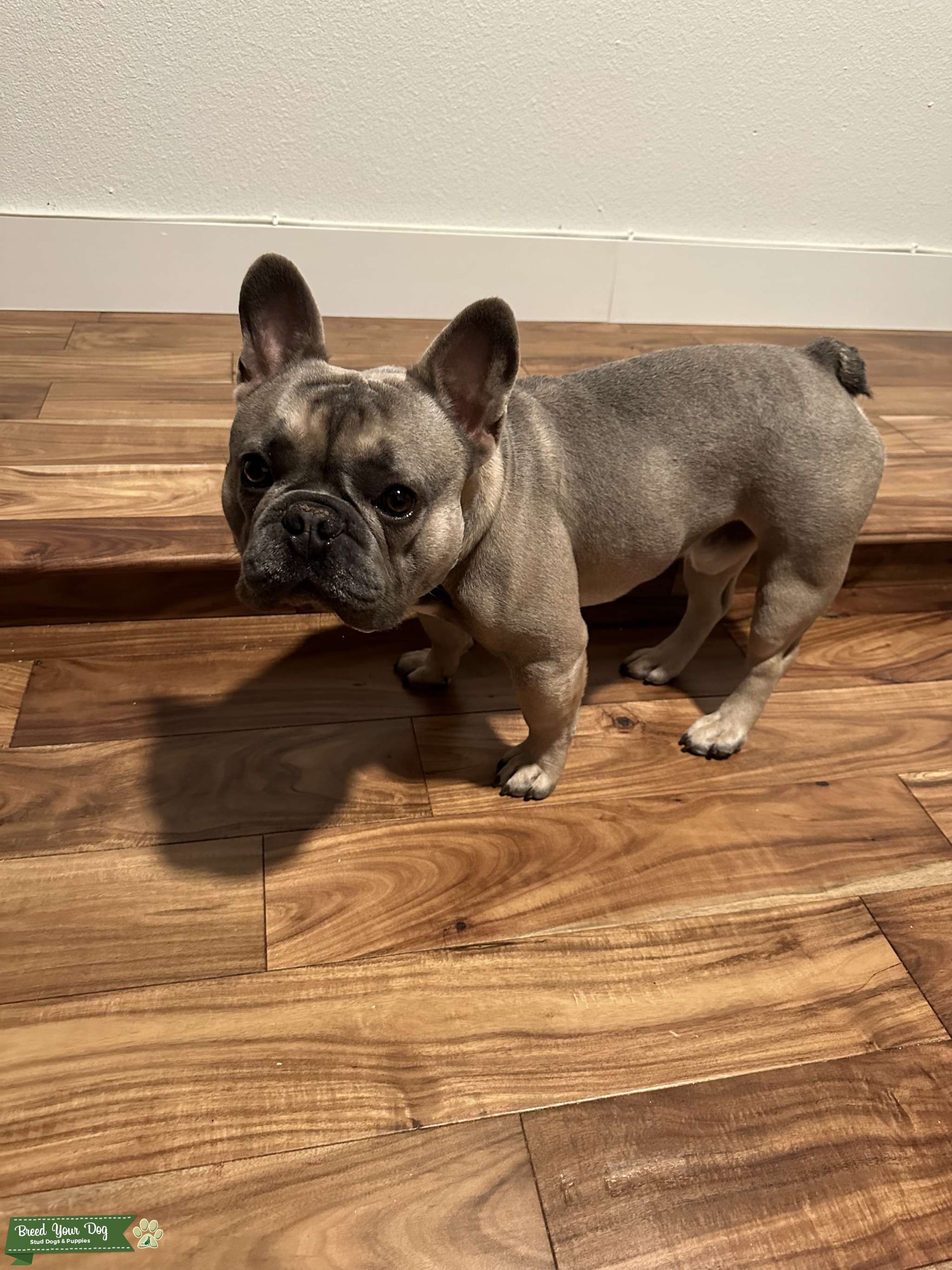 Blue fawn french bulldog available for stud service - Stud Dog in Texas ...