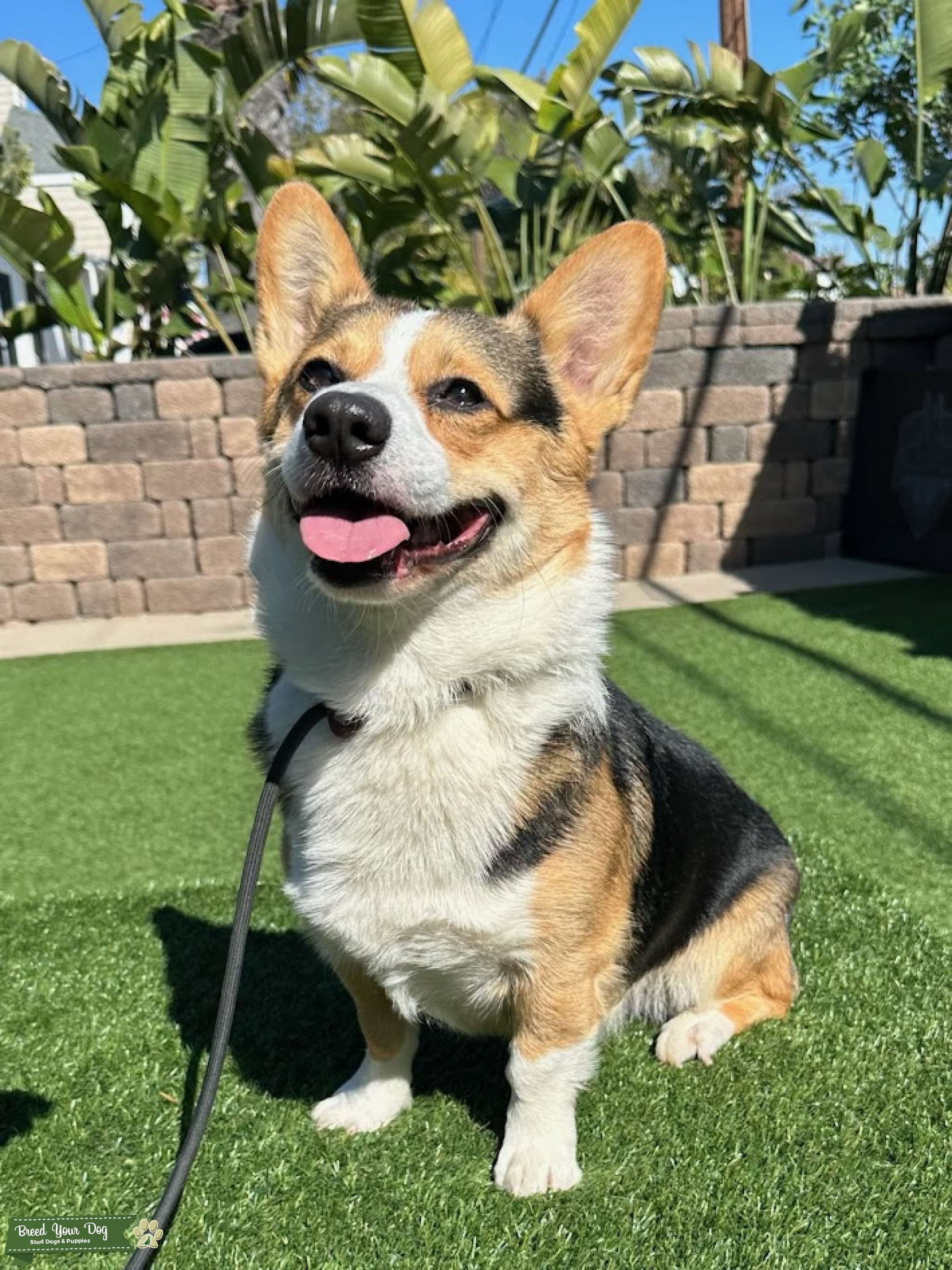 Handsome Tri-Color Pembroke Corgi - Stud Dog in San Diego, the United ...