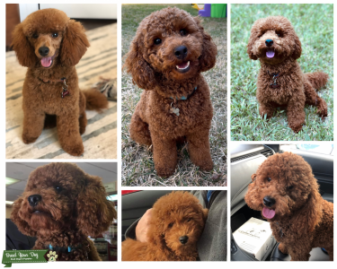AKC Red Miniature Poodle - Stud Dog in Texas, the United States | Breed ...