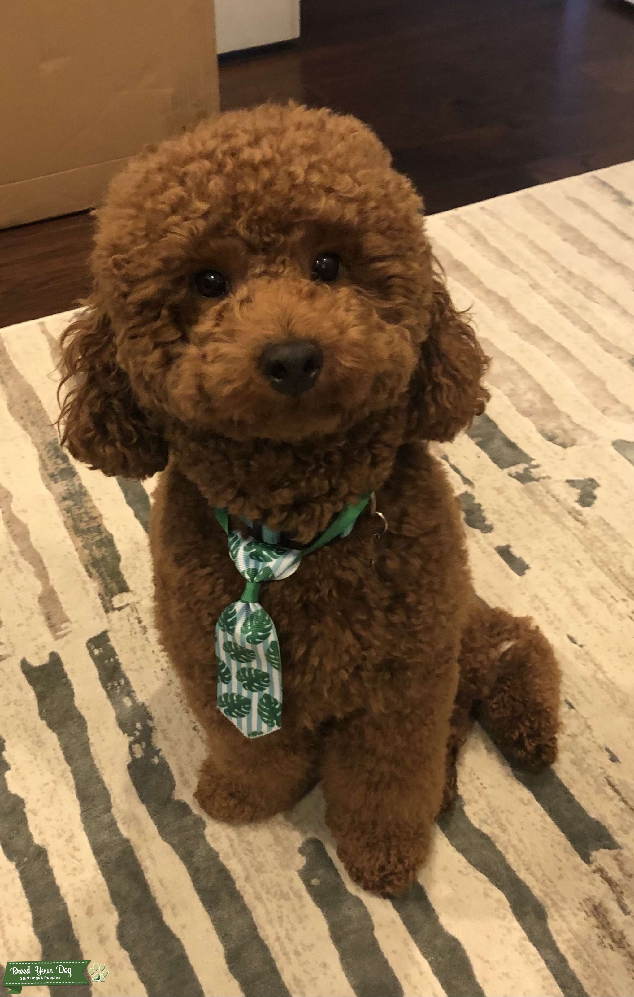 AKC Red Miniature Poodle - Stud Dog in Texas, the United States | Breed ...