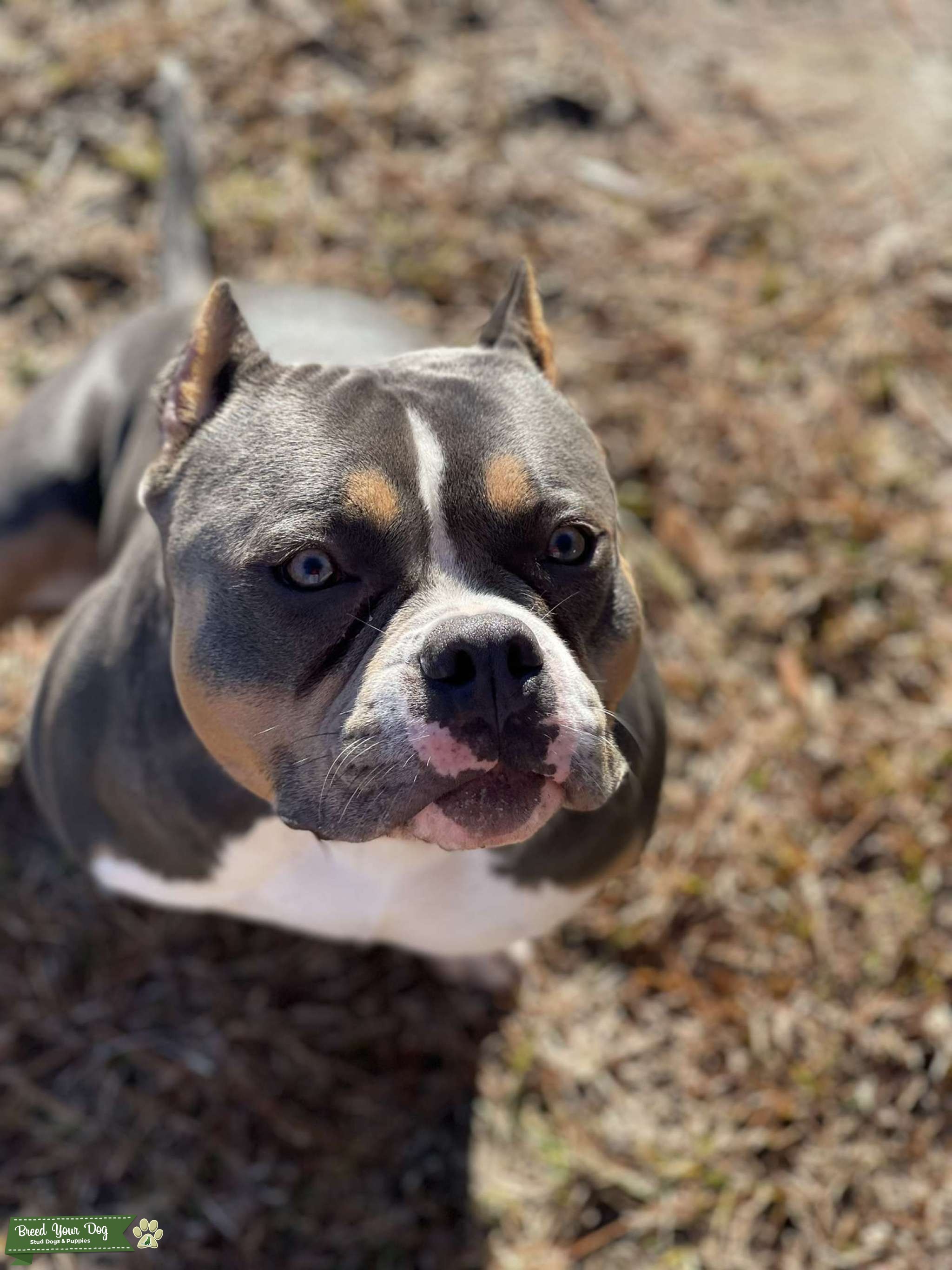 American bully blue Tri - Stud Dog in South Carolina , the United ...
