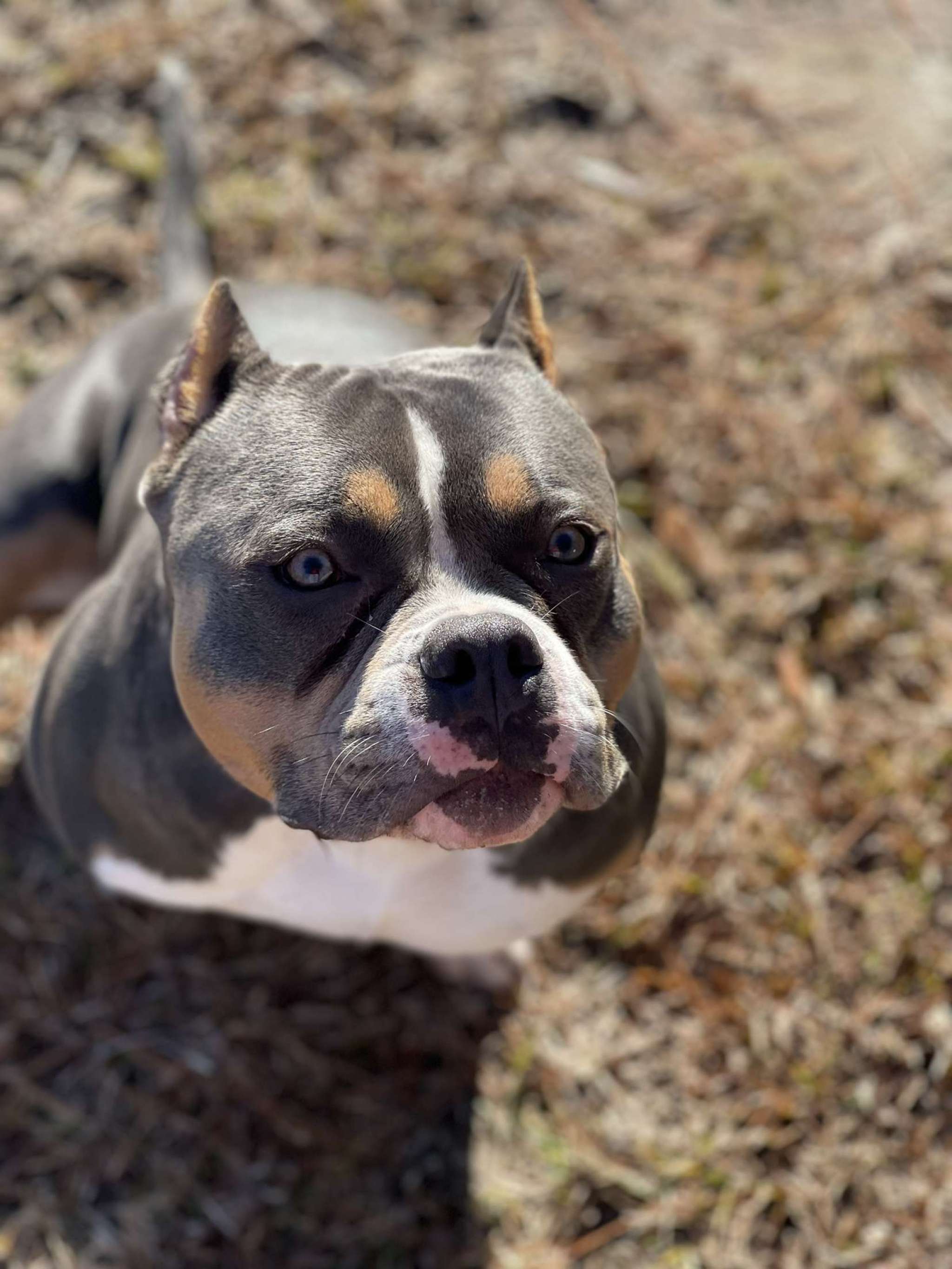 American bully blue Tri - Stud Dog in South Carolina , United States ...