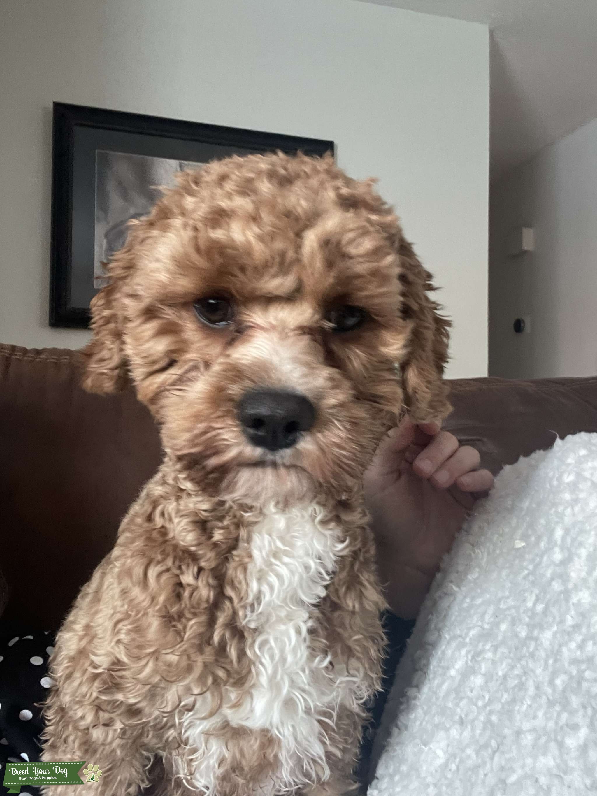Gorgeous Cavapoo - Stud Dog Alberta - Breed Your Dog