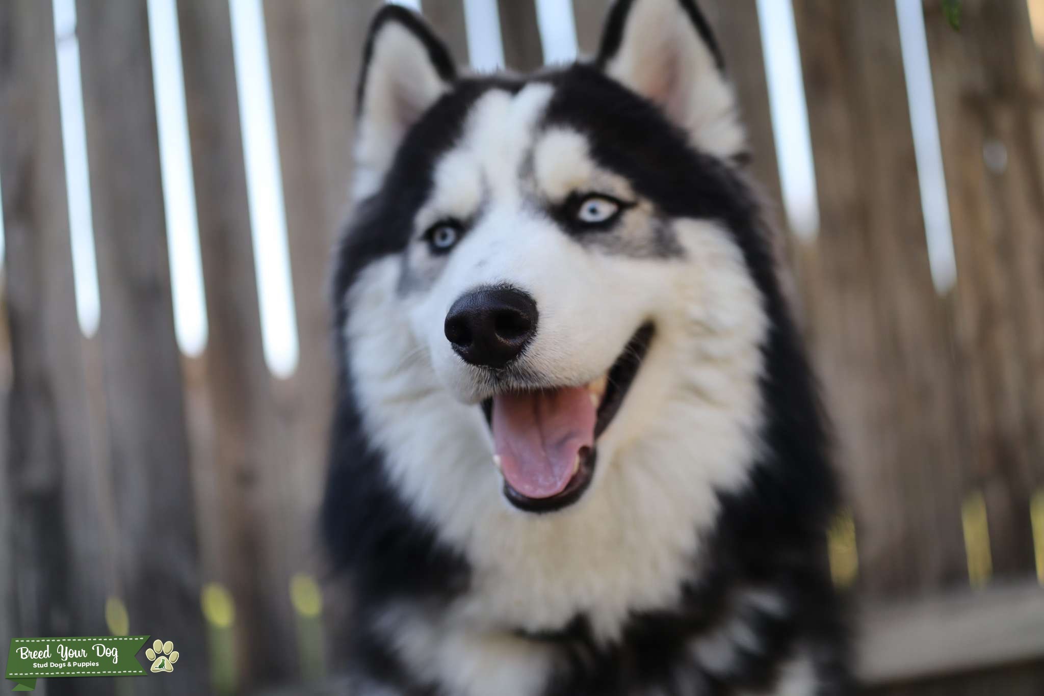 Siberian husky - Stud Dog in Houston, the United States | Breed Your Dog