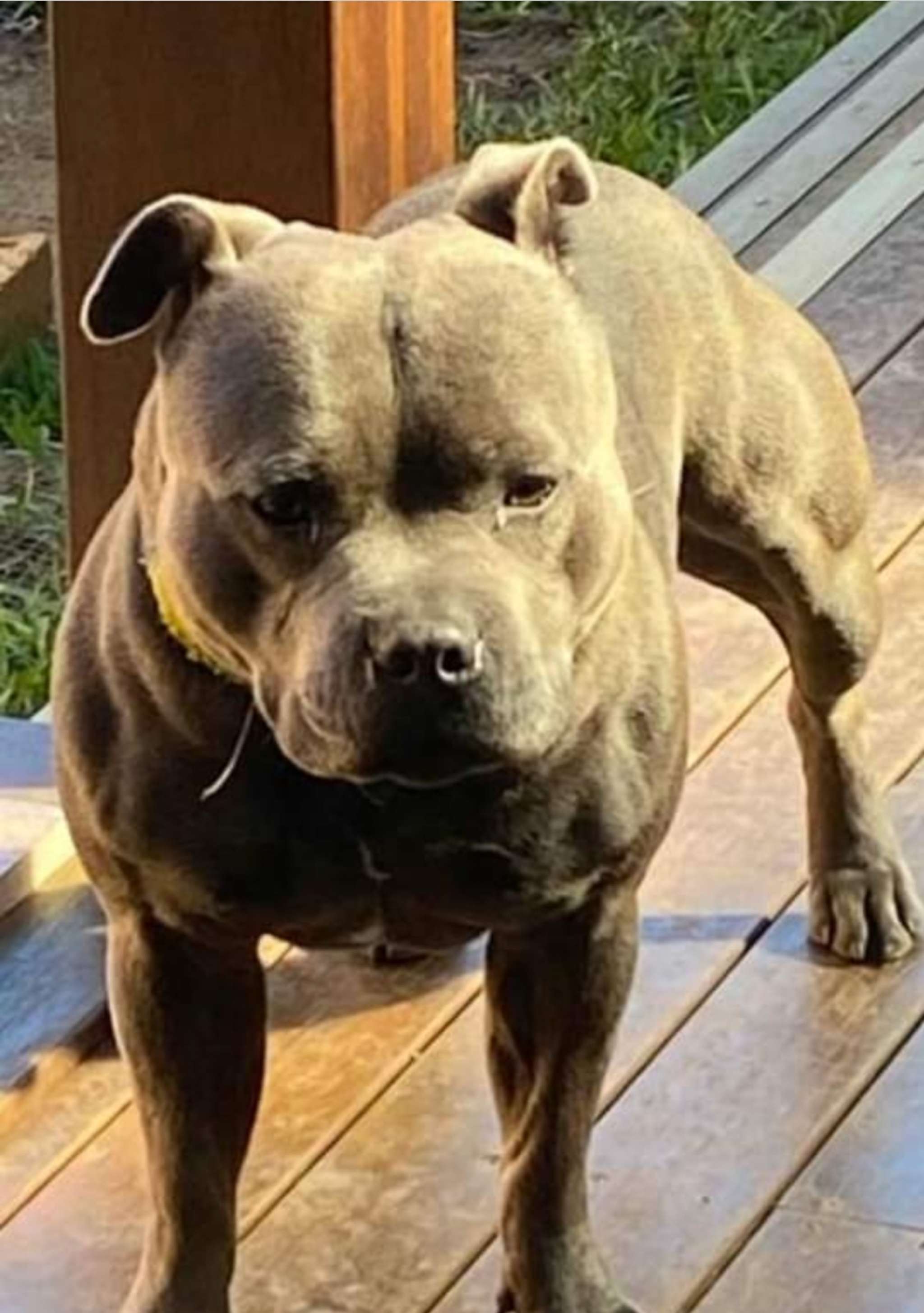 BLUE ENGLISH STAFFY - Stud Dog in NSW, Australia | Breed Your Dog