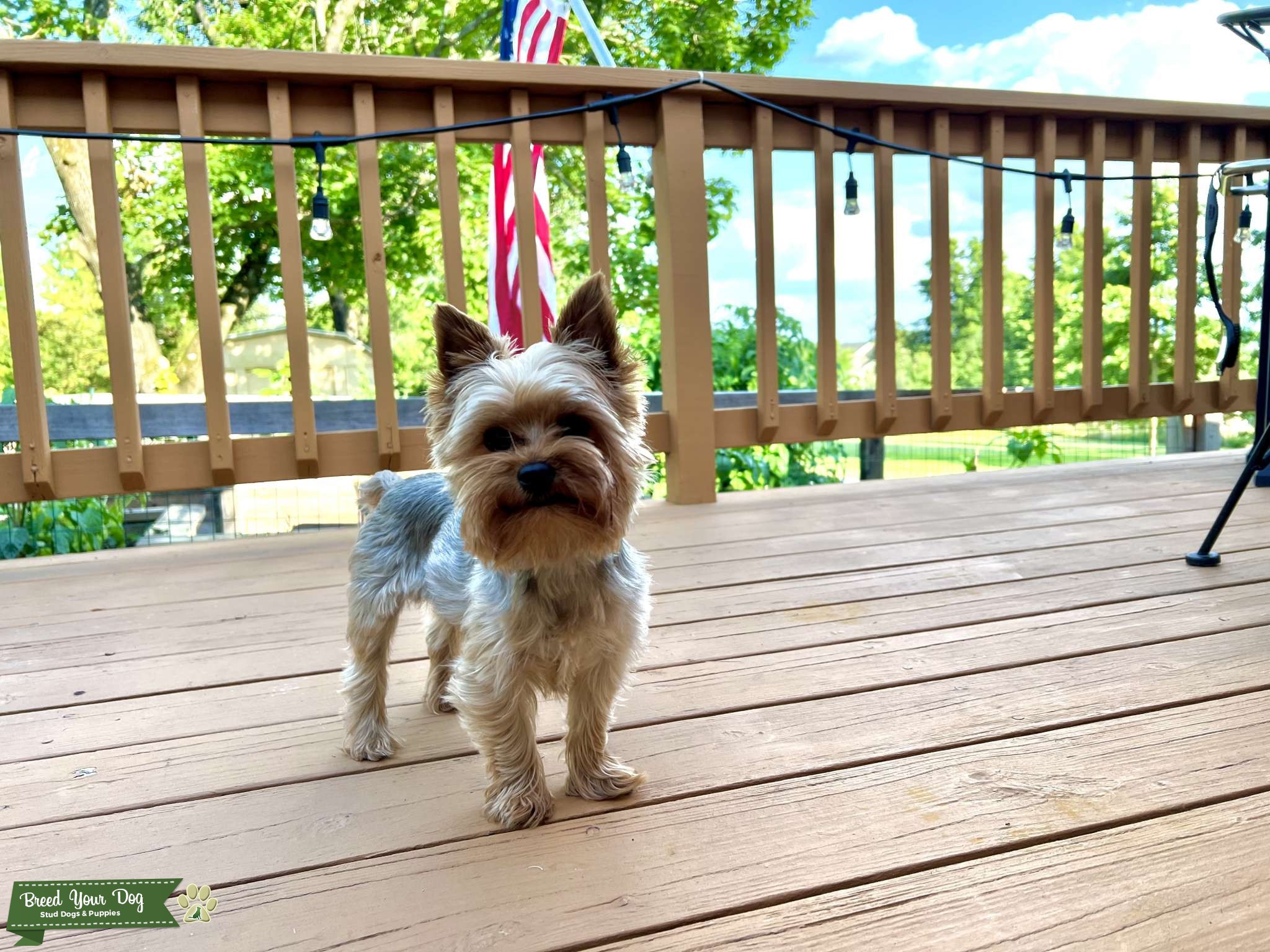 Small Blue Tan Purebred Yorkie Stud - Stud Dog in Montgomery County ...
