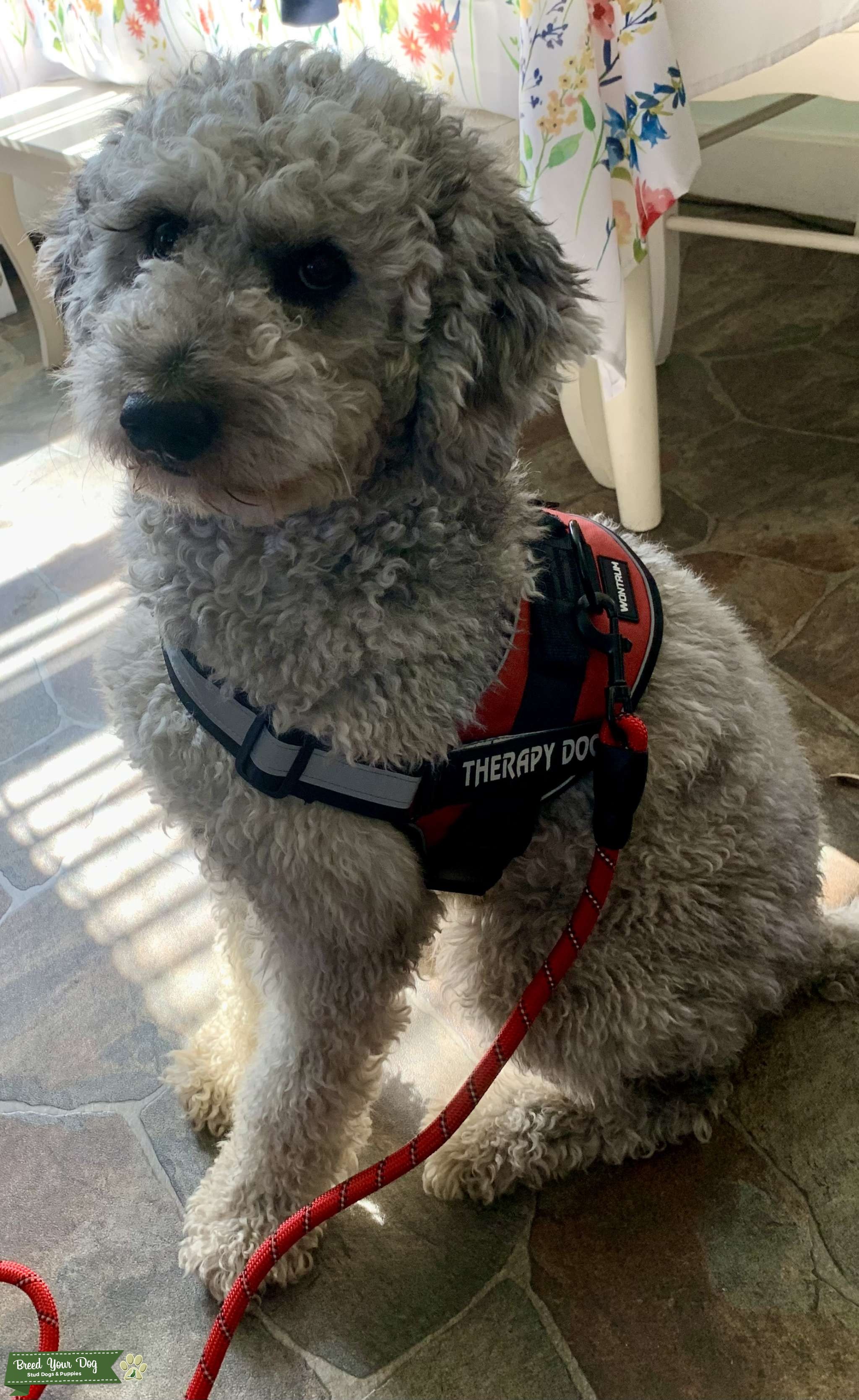 Blue Merle Goldendoodle Stud searching for love - Stud Dog in Rhode ...