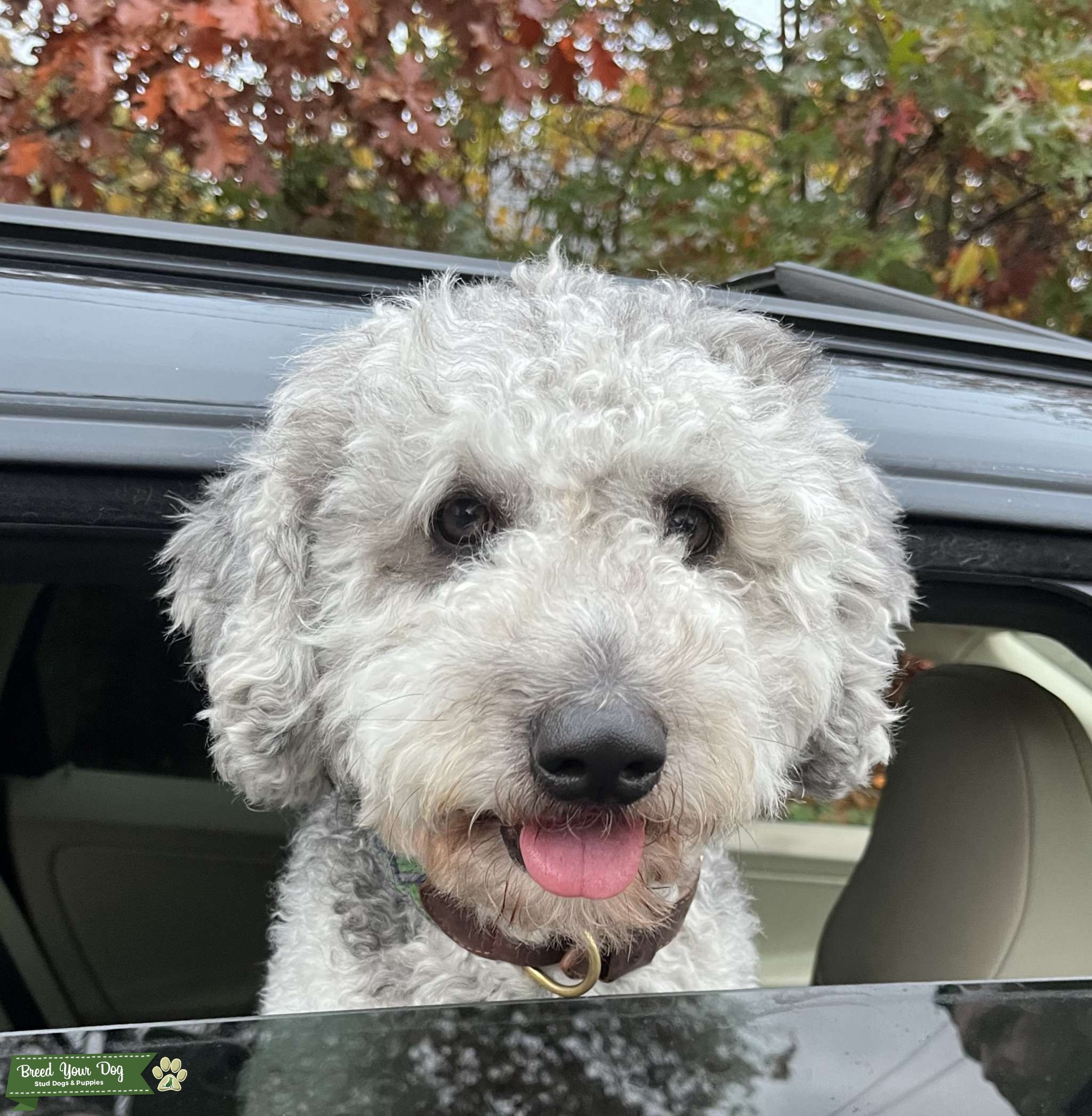 Blue Merle Goldendoodle Stud searching for love - Stud Dog in Rhode ...