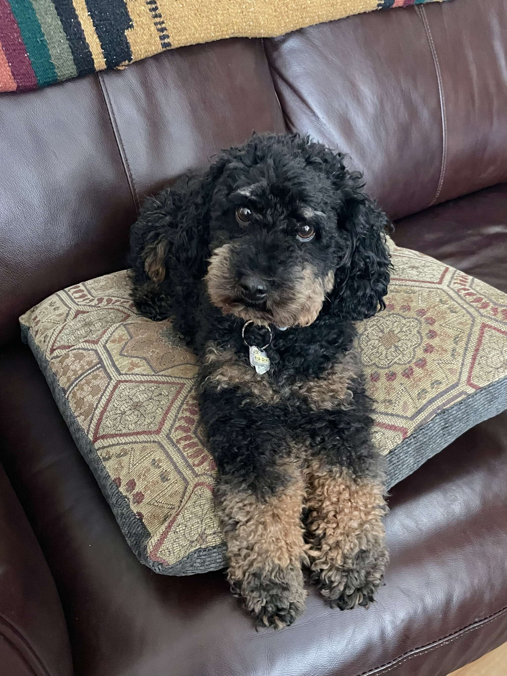 Miniature Poodle Stud With Beautiful Phantom Markings - Stud Dog in ...