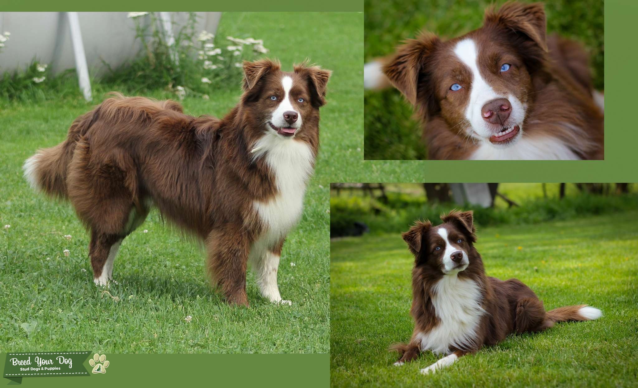 Red-Bi Mini Australian Shepherd Stud dog with blue Eyes - Stud Dog in ...