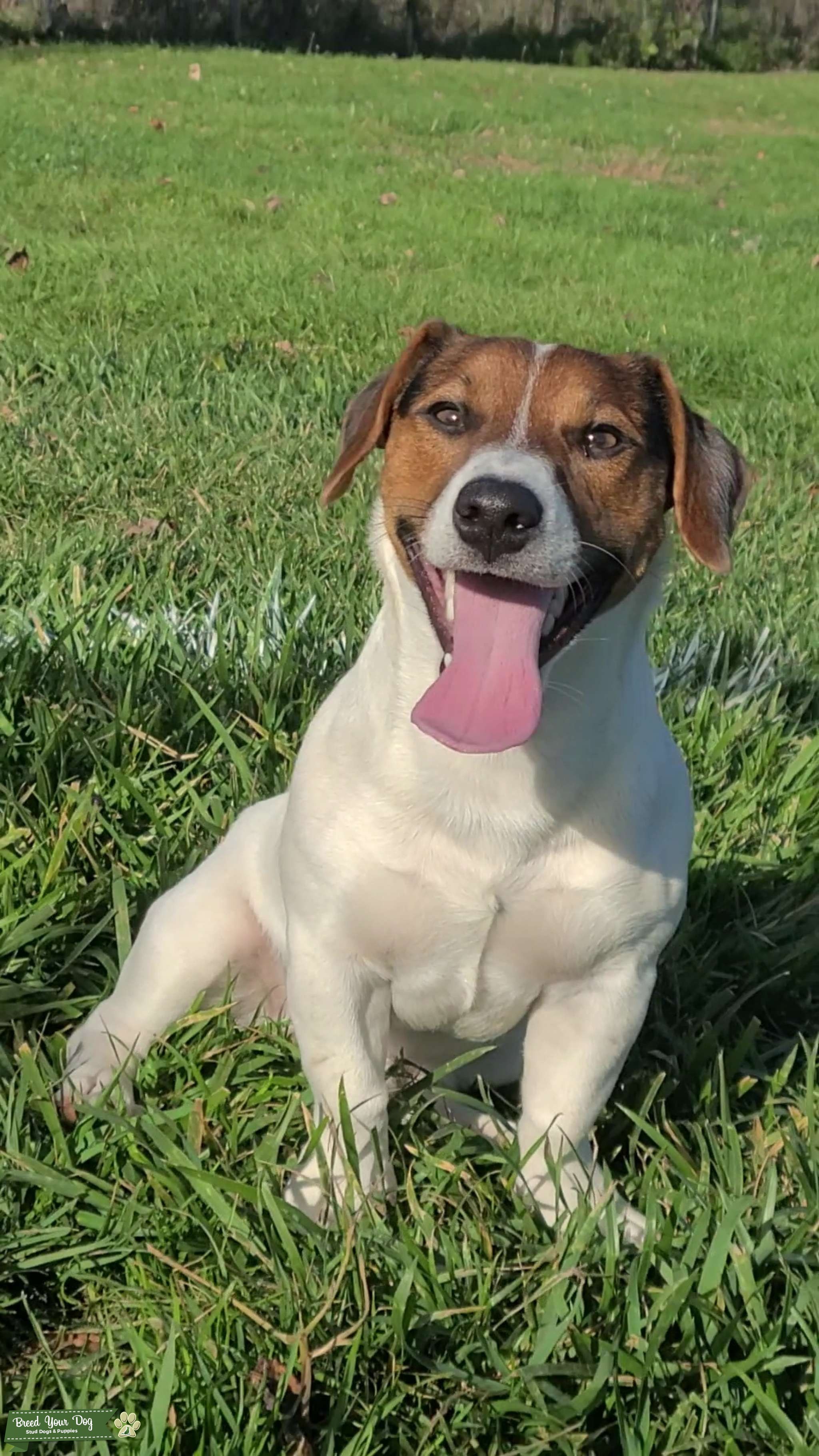 Stud service - Stud Dog in CT, United States | Breed Your Dog