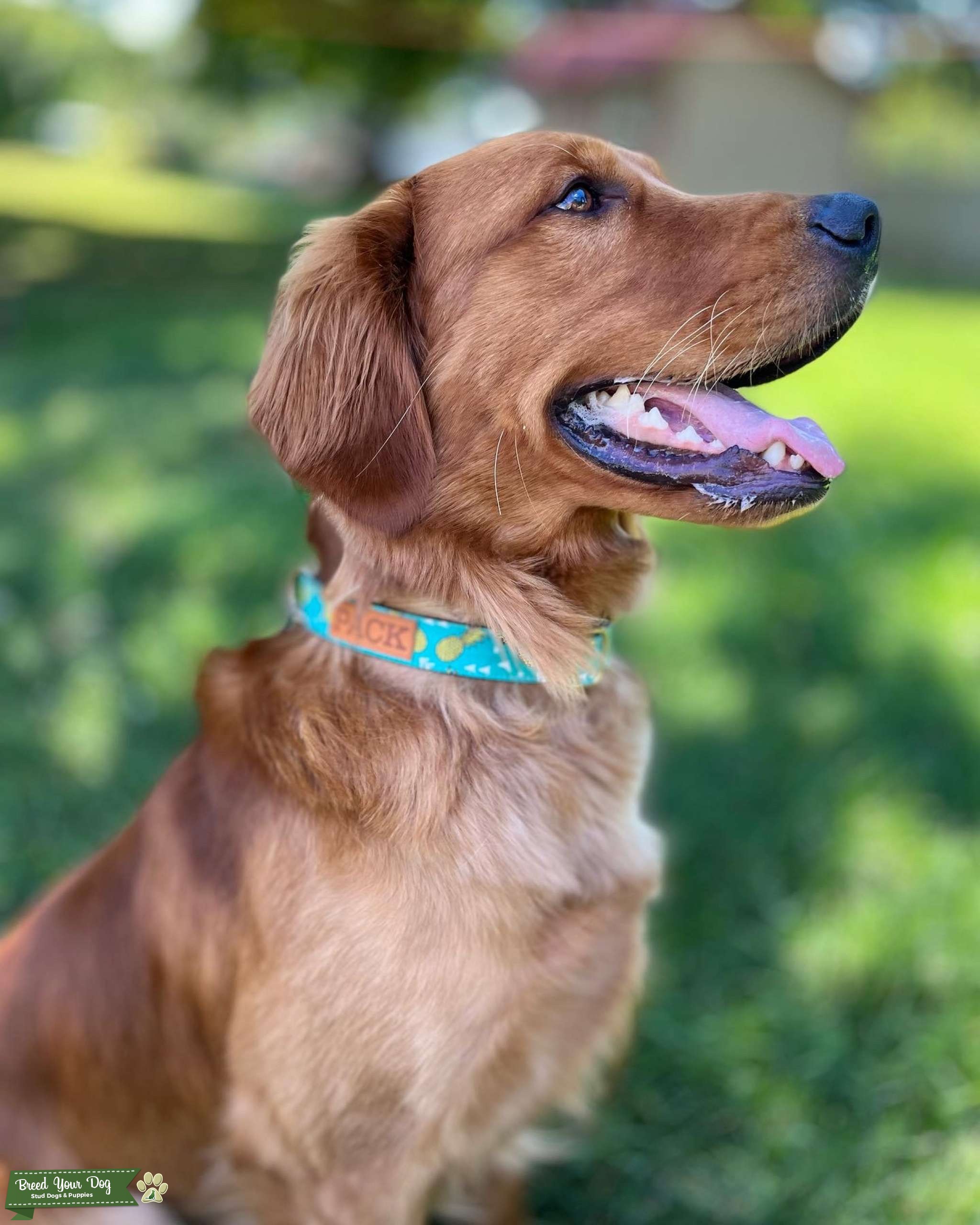 Red Golden Retriever - Stud Dog in Ohio, the United States | Breed Your Dog