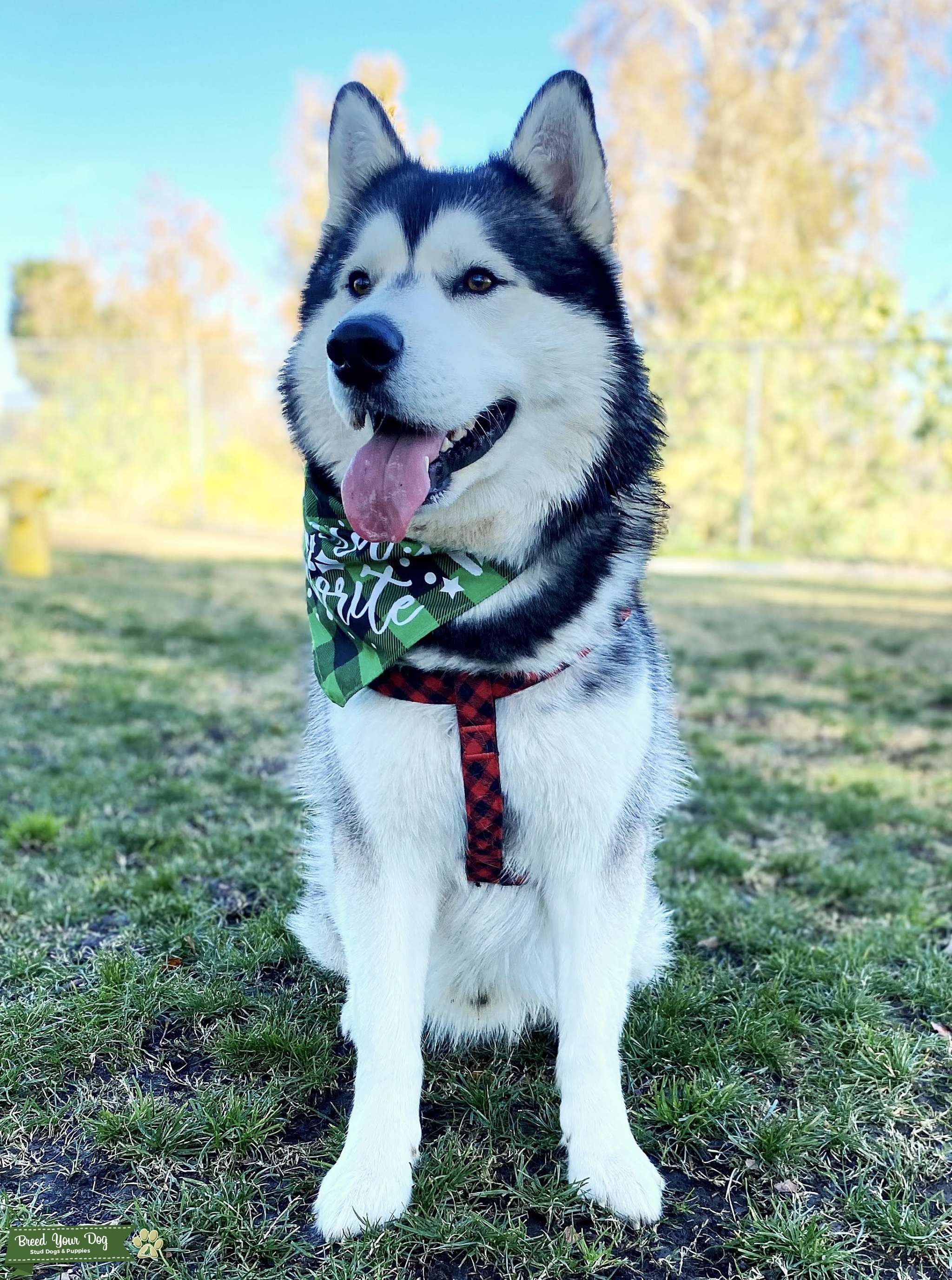 Siberian Husky male looking for a mate! - Stud Dog in California, the ...