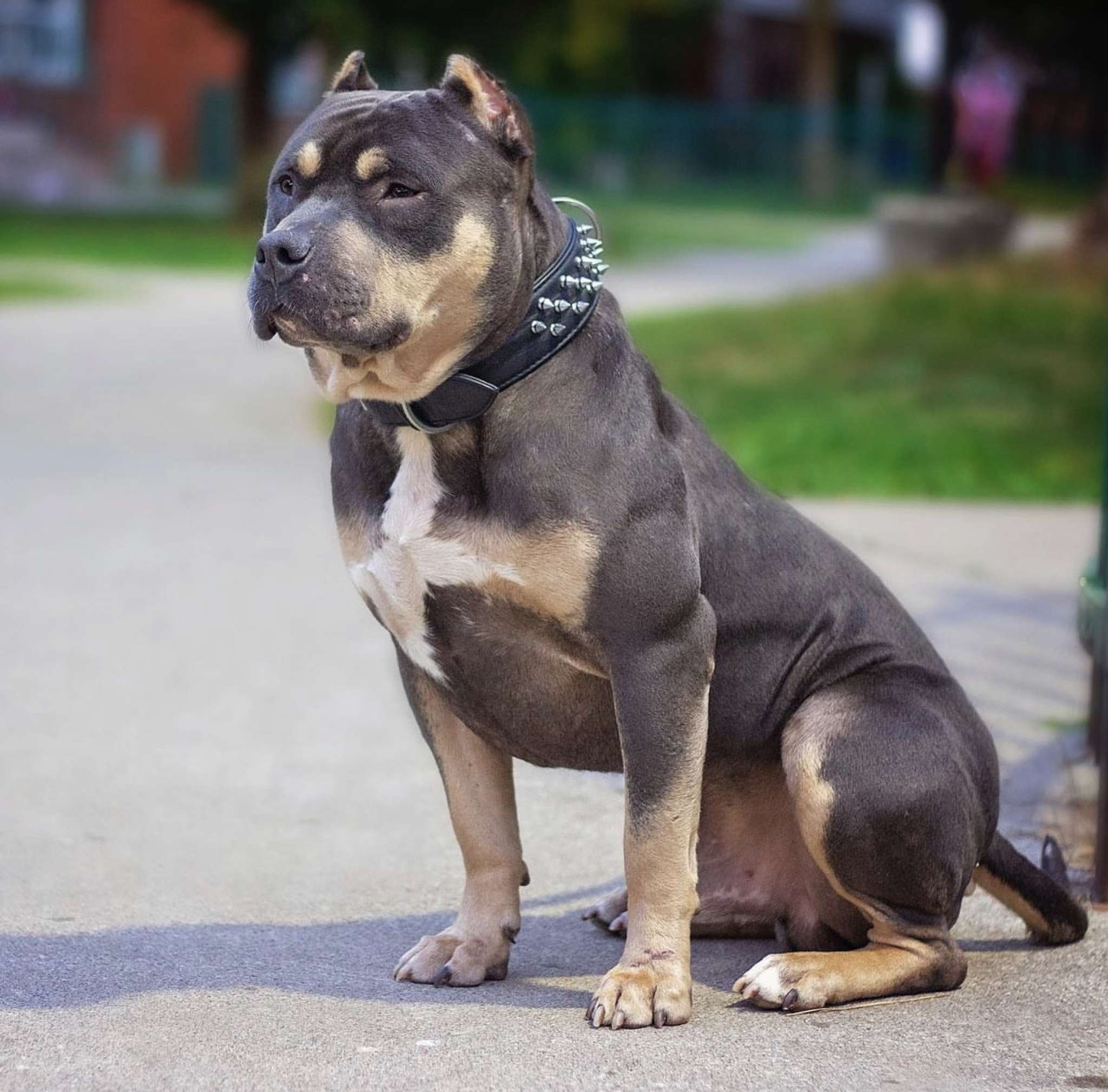 American bully Vernon - Stud Dog in Ontario, Canada | Breed Your Dog