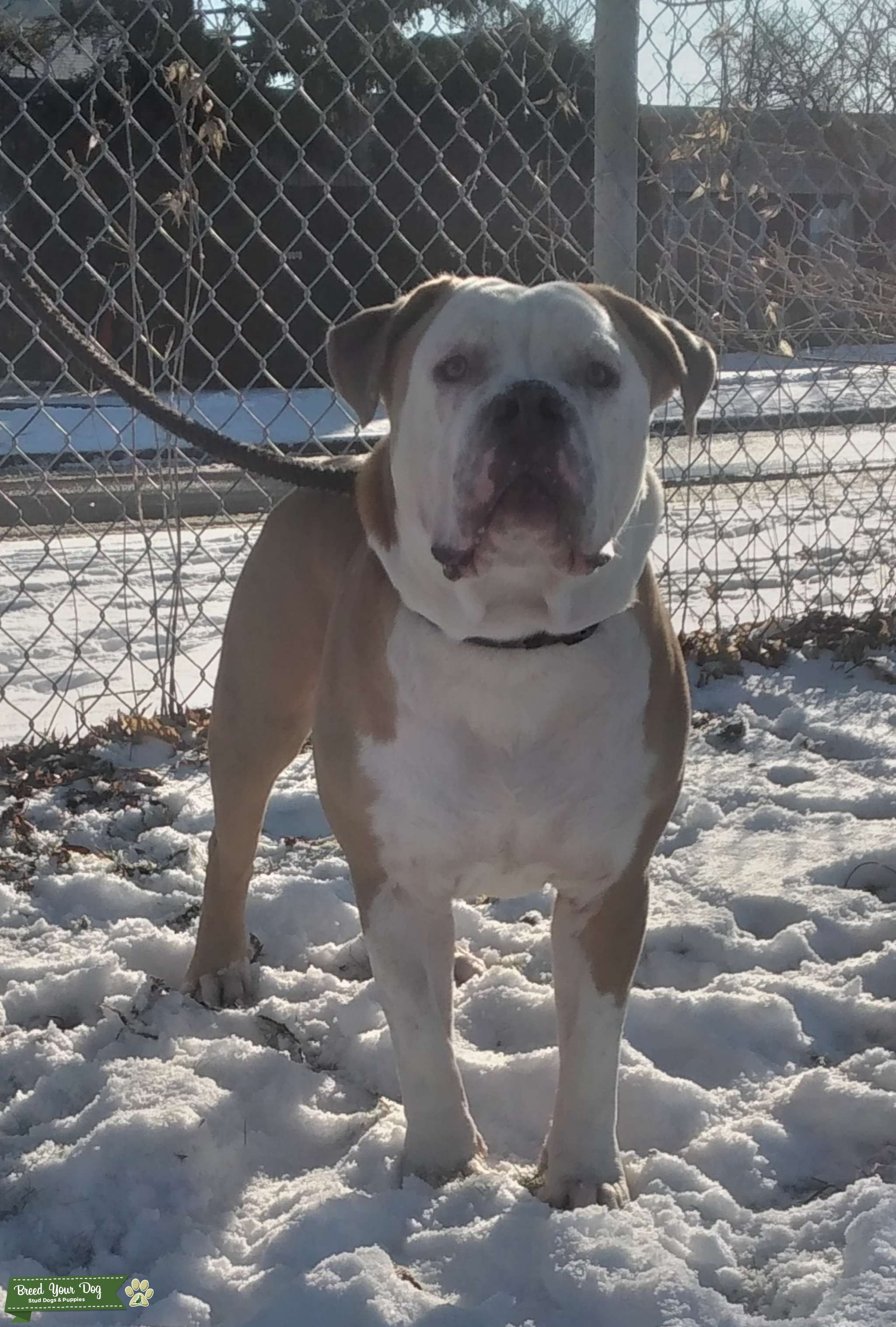 Tan and white American Bully - Stud Dog Ontario - Breed Your Dog