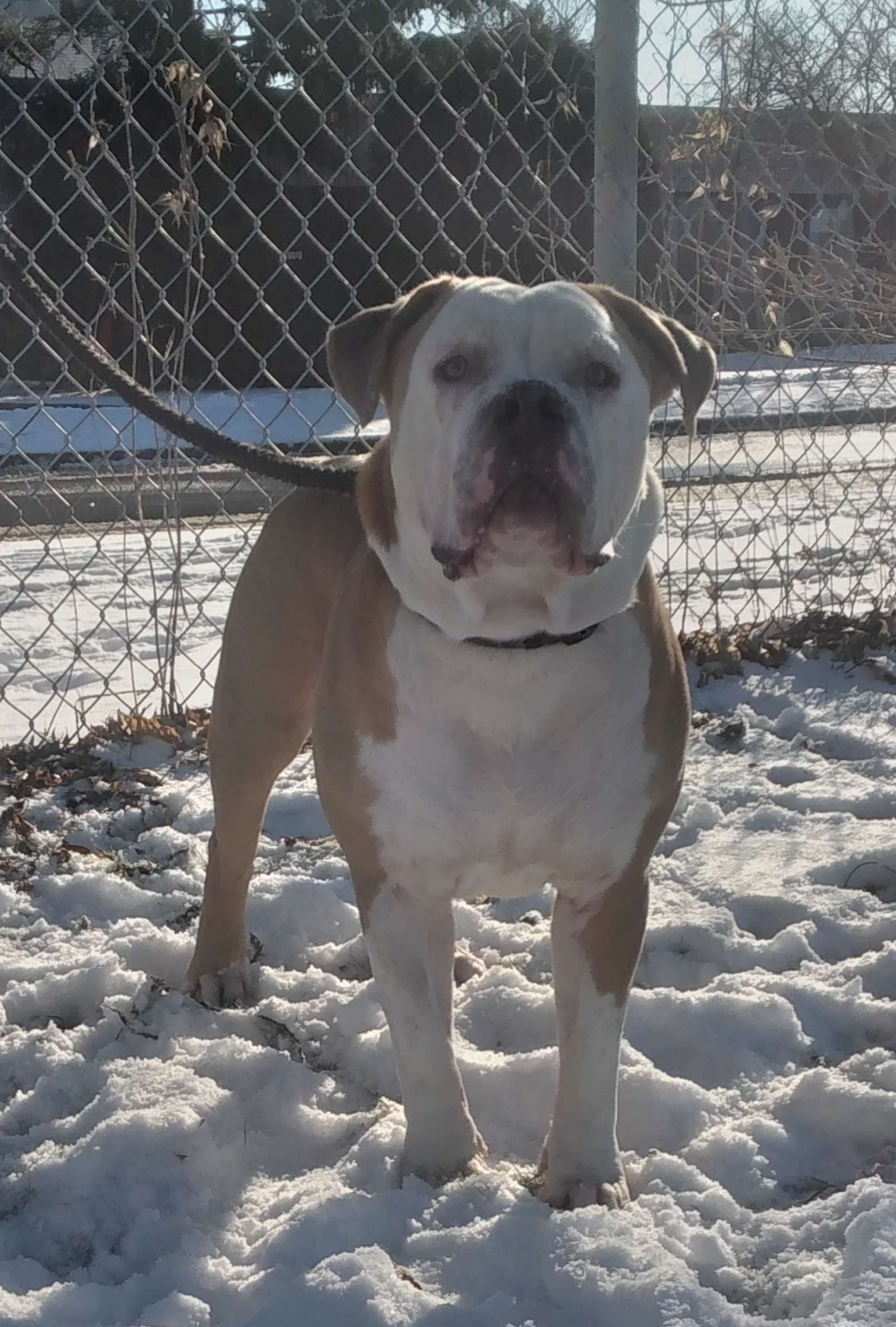Tan and white American Bully - Stud Dog in Ontario , Canada | Breed ...