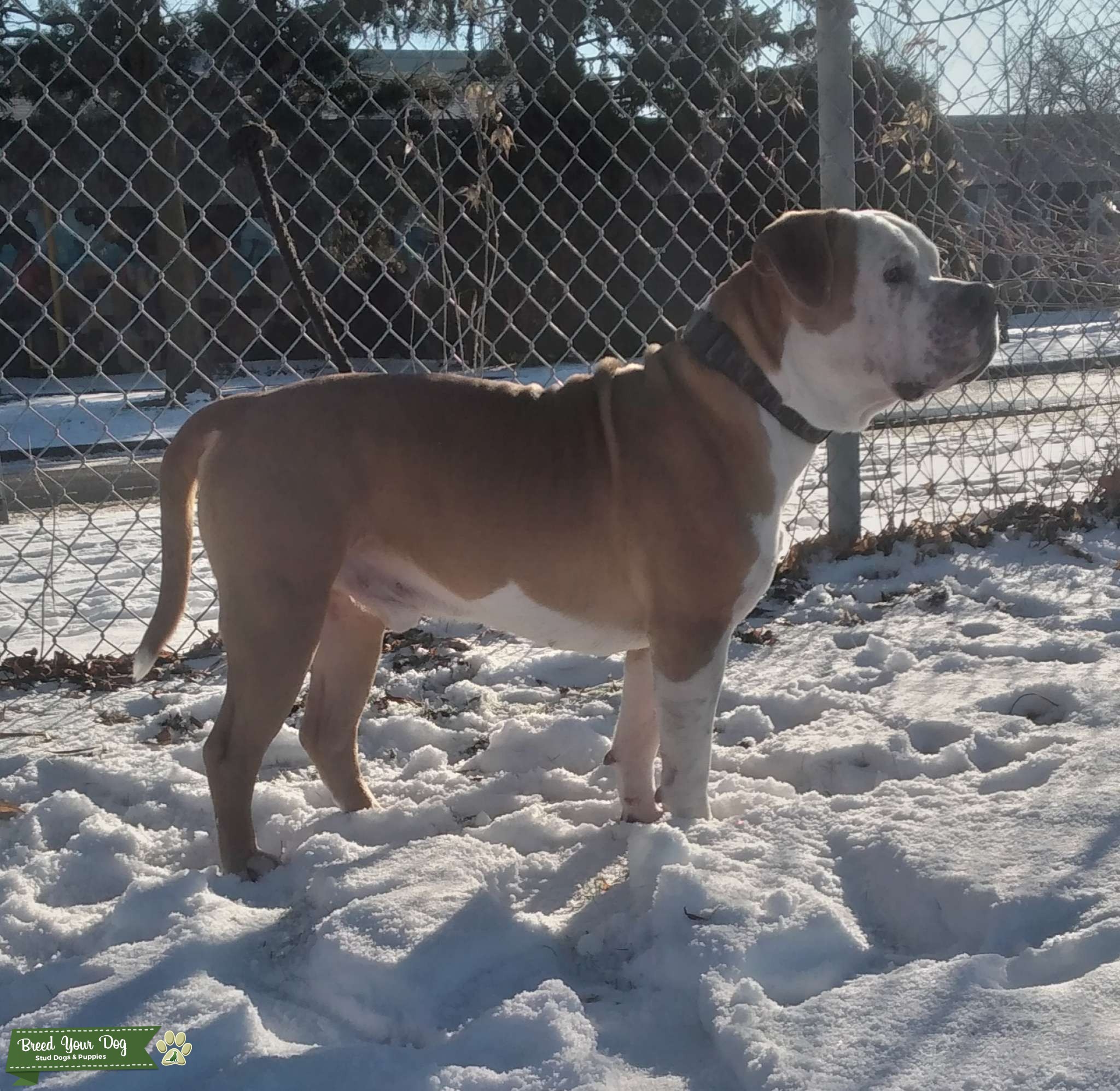 Tan and white American Bully - Stud Dog in Ontario , Portugal | Breed ...