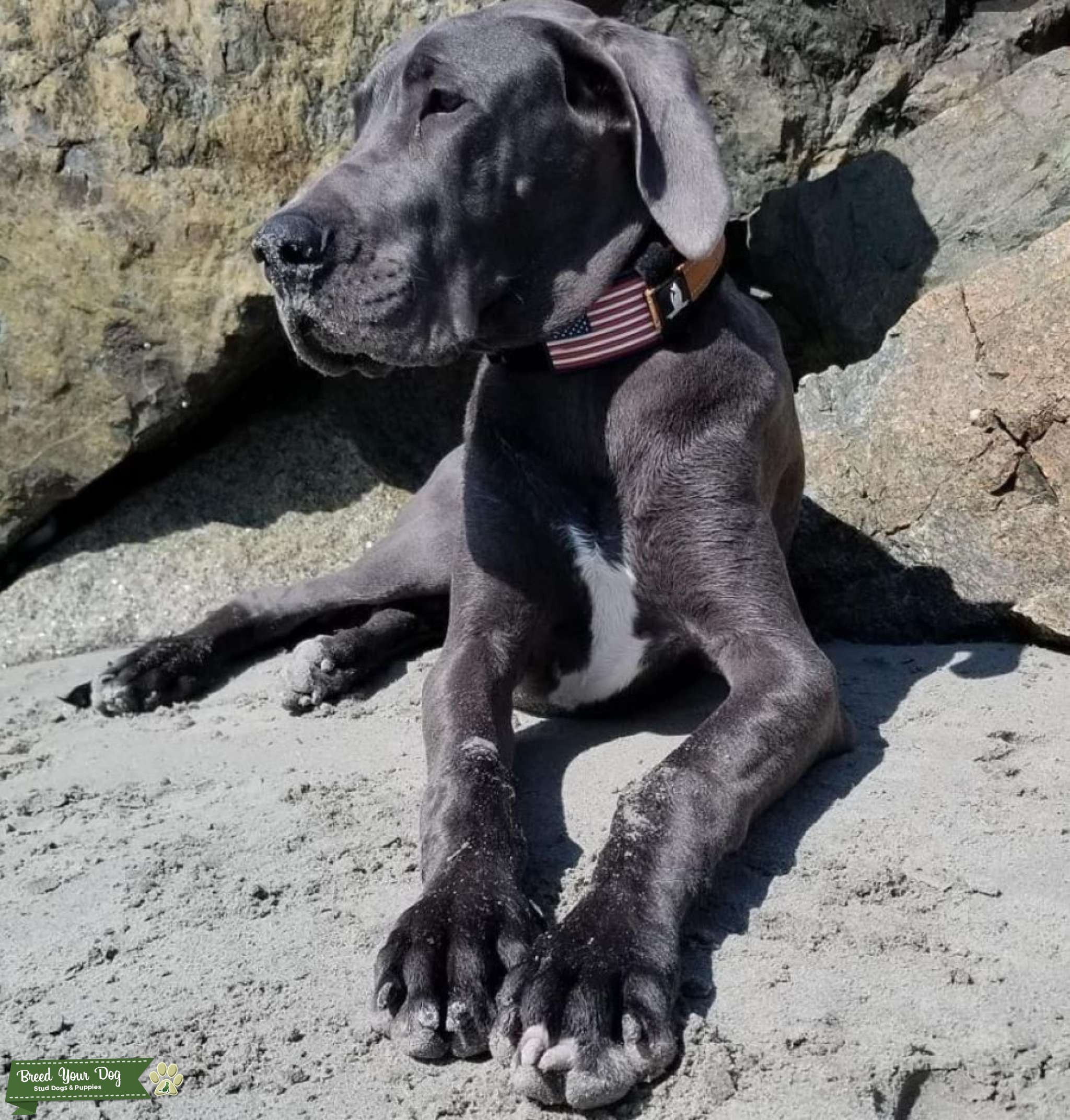 Great Dane Stud Service offered - Stud Dog in Walnut Creek, the United ...