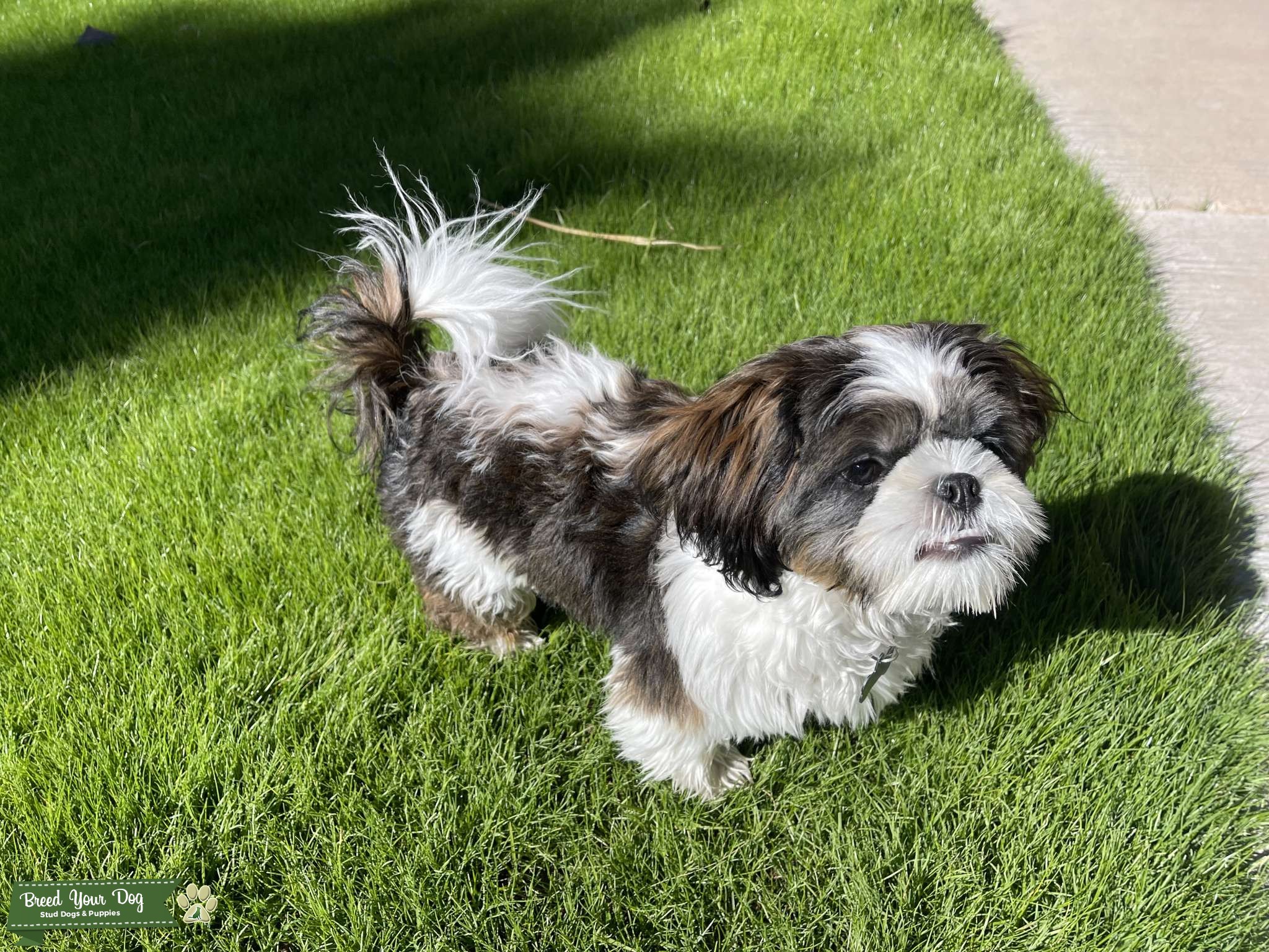 Tricolor Shih Tzu-A textbook example of wonderful Personality - Stud ...