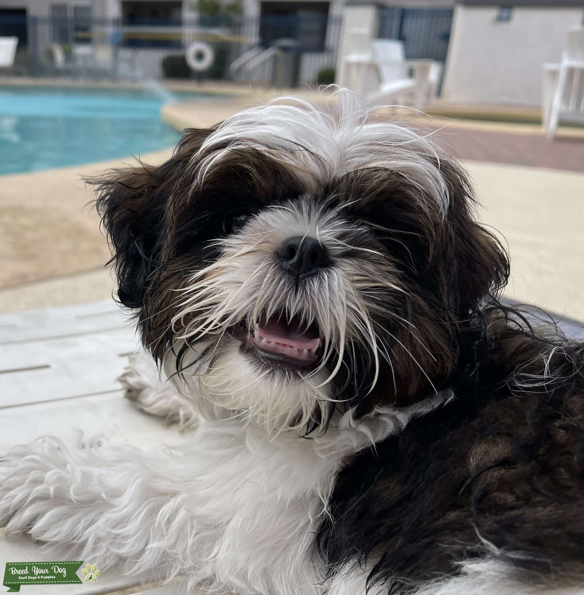 Tricolor Shih Tzu-A textbook example of wonderful Personality - Stud ...