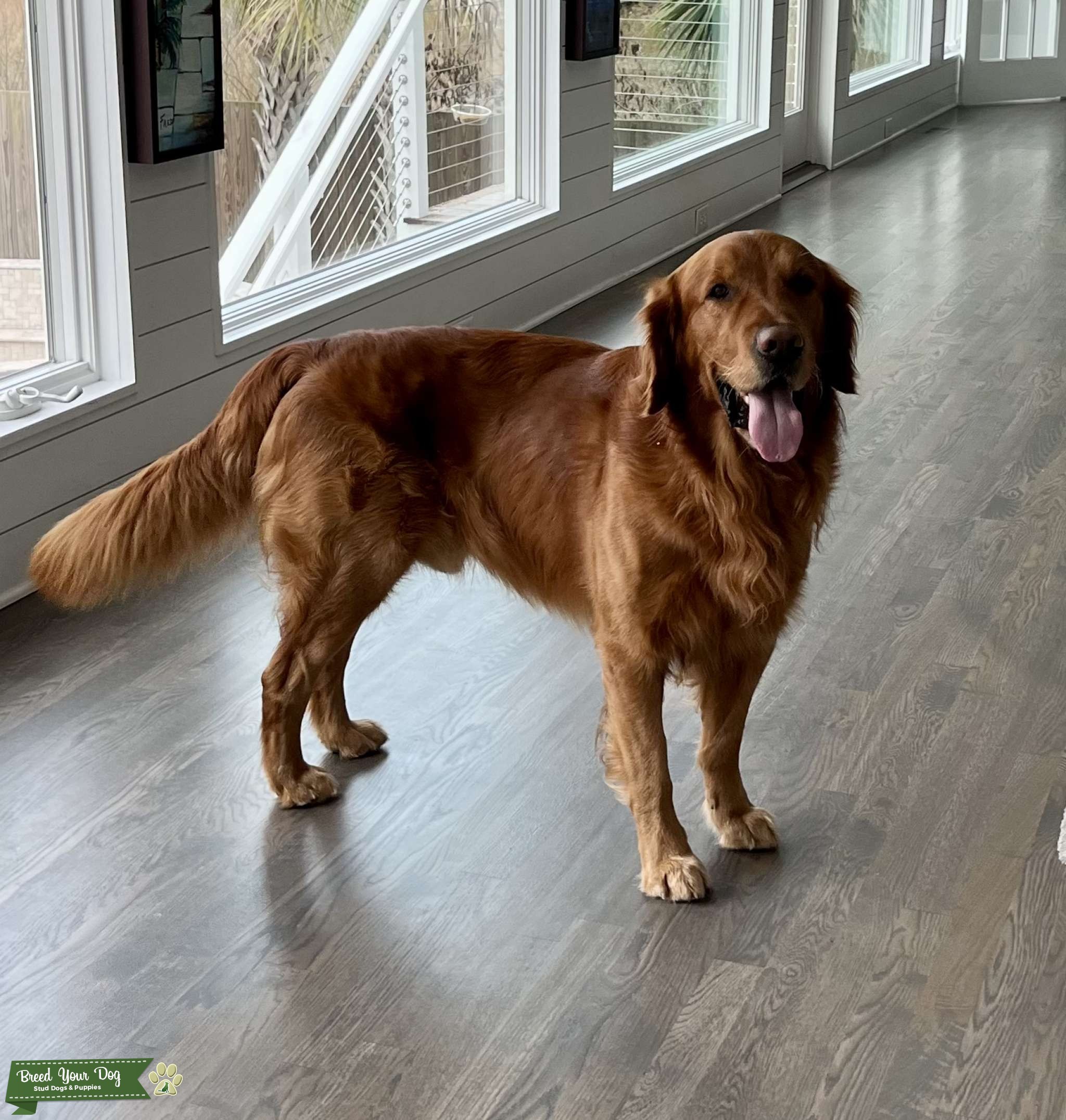 Dark Red Golden Retriever - Stud Dog in SC, the United States | Breed ...