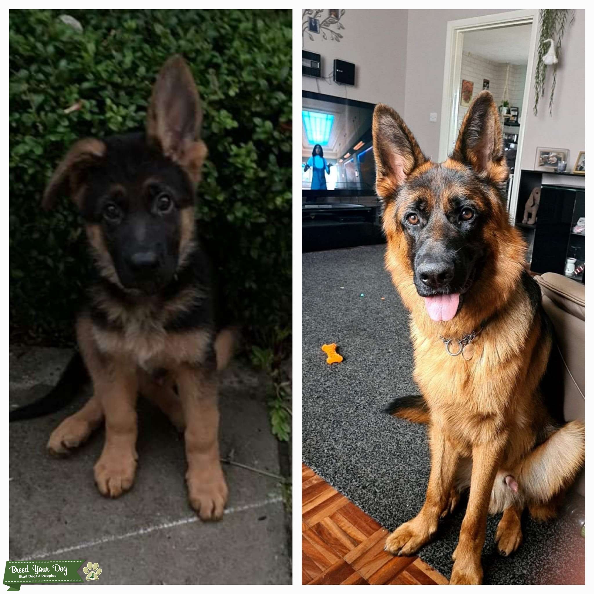 Stud German Shepherd show line - Stud Dog in Devon, United States ...