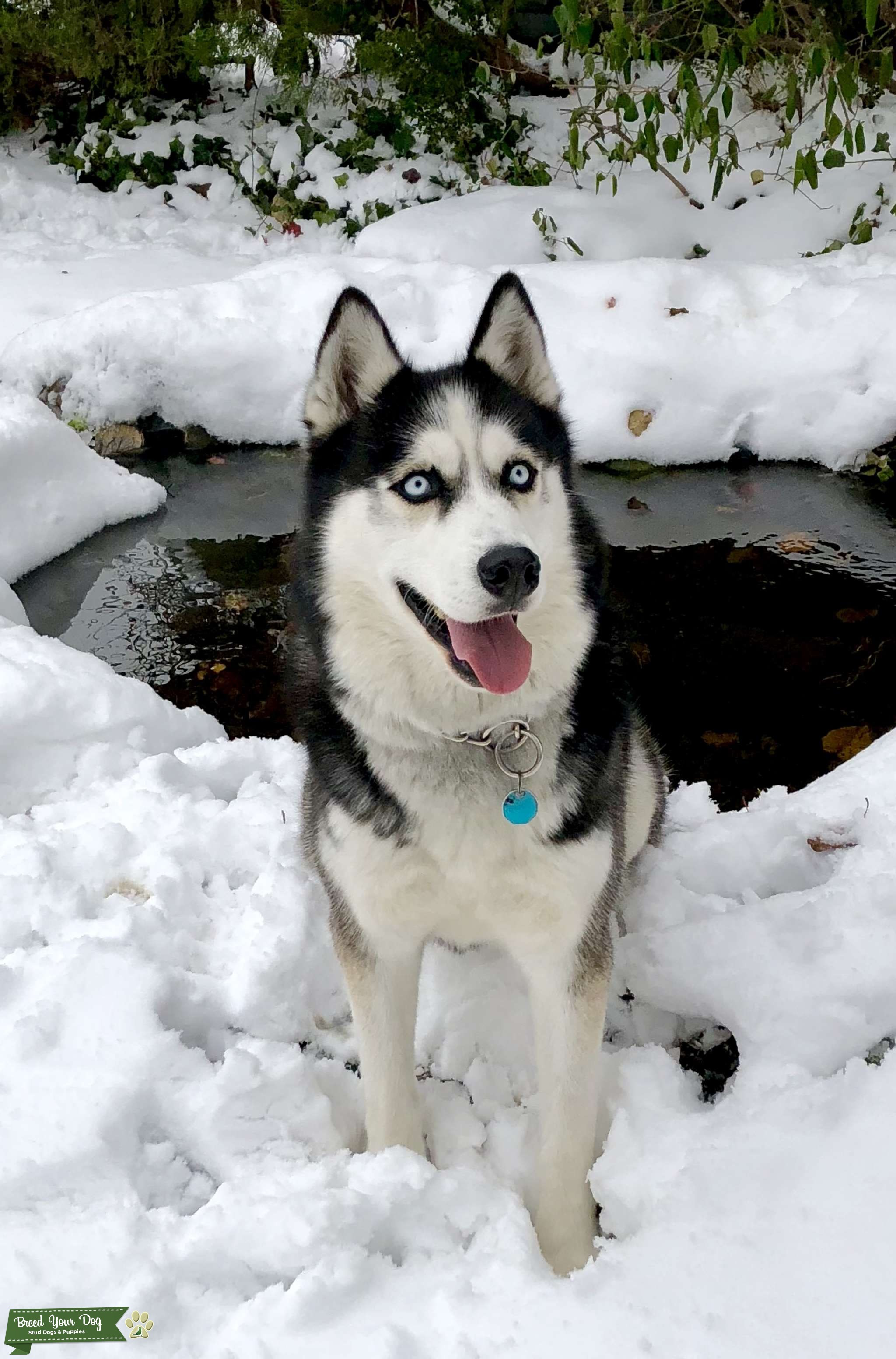 Siberian Husky Stud - Stud Dog in Michigan, the United States | Breed ...