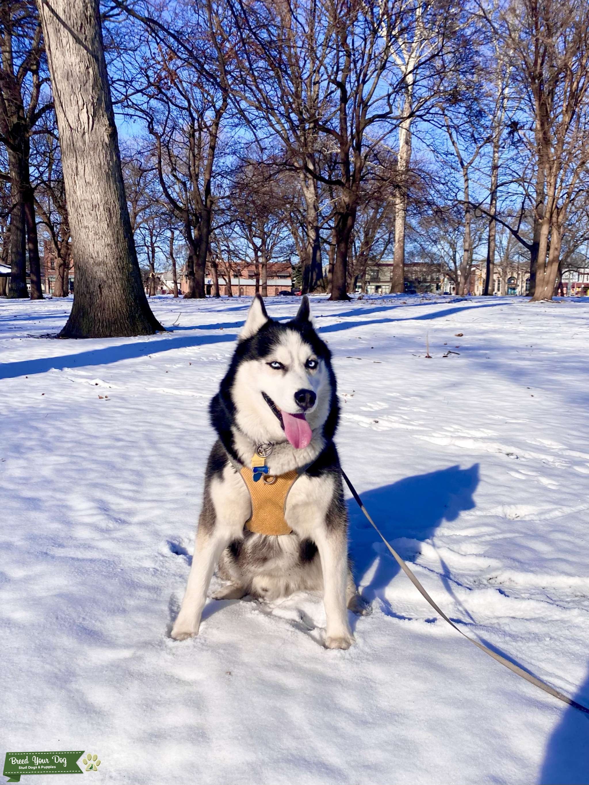 Siberian Husky Stud - Stud Dog in Michigan, the United States | Breed ...