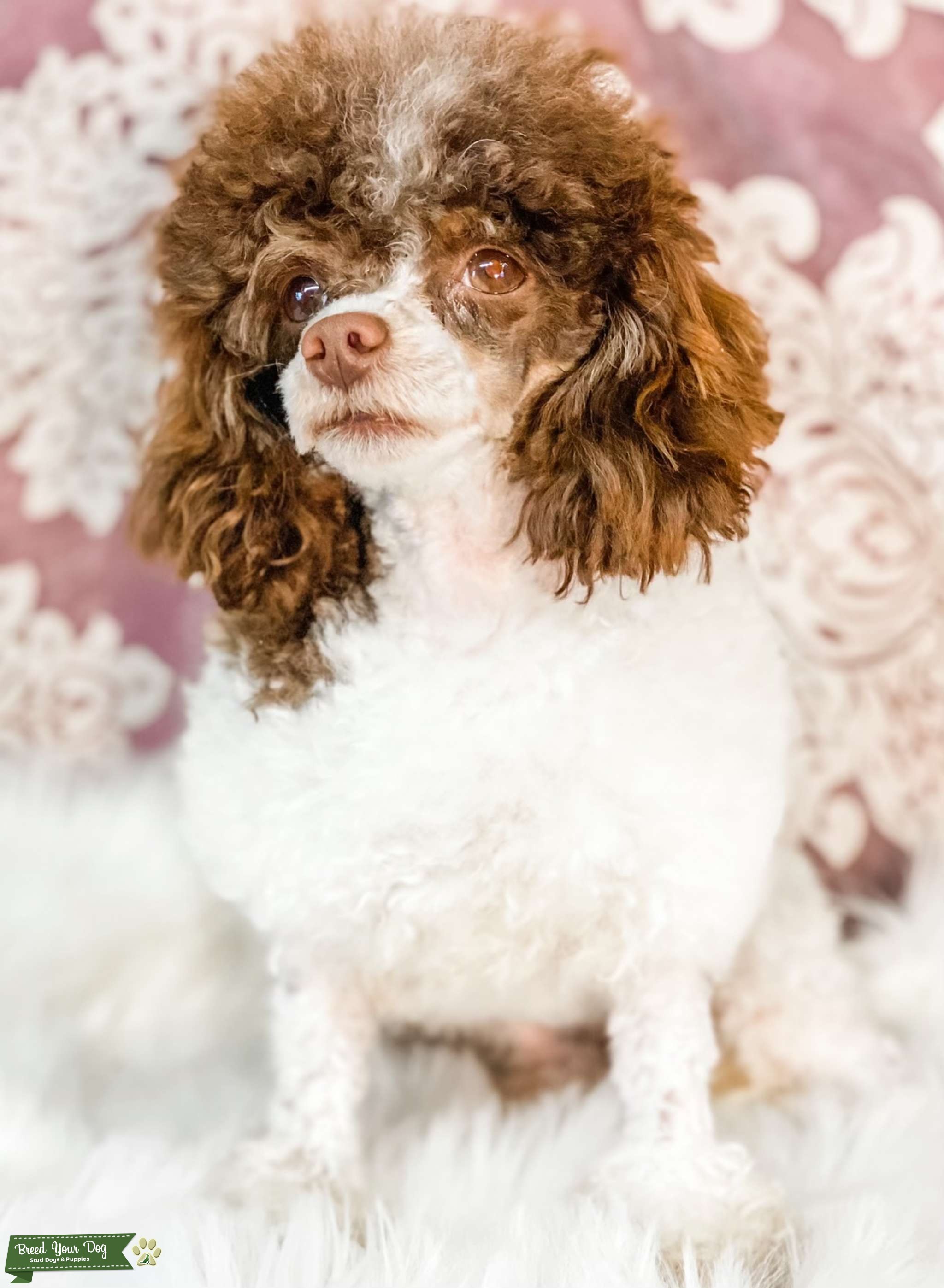 AKC Toy Chocolate Tri Parti - Stud Dog in Oklahoma , the United States ...