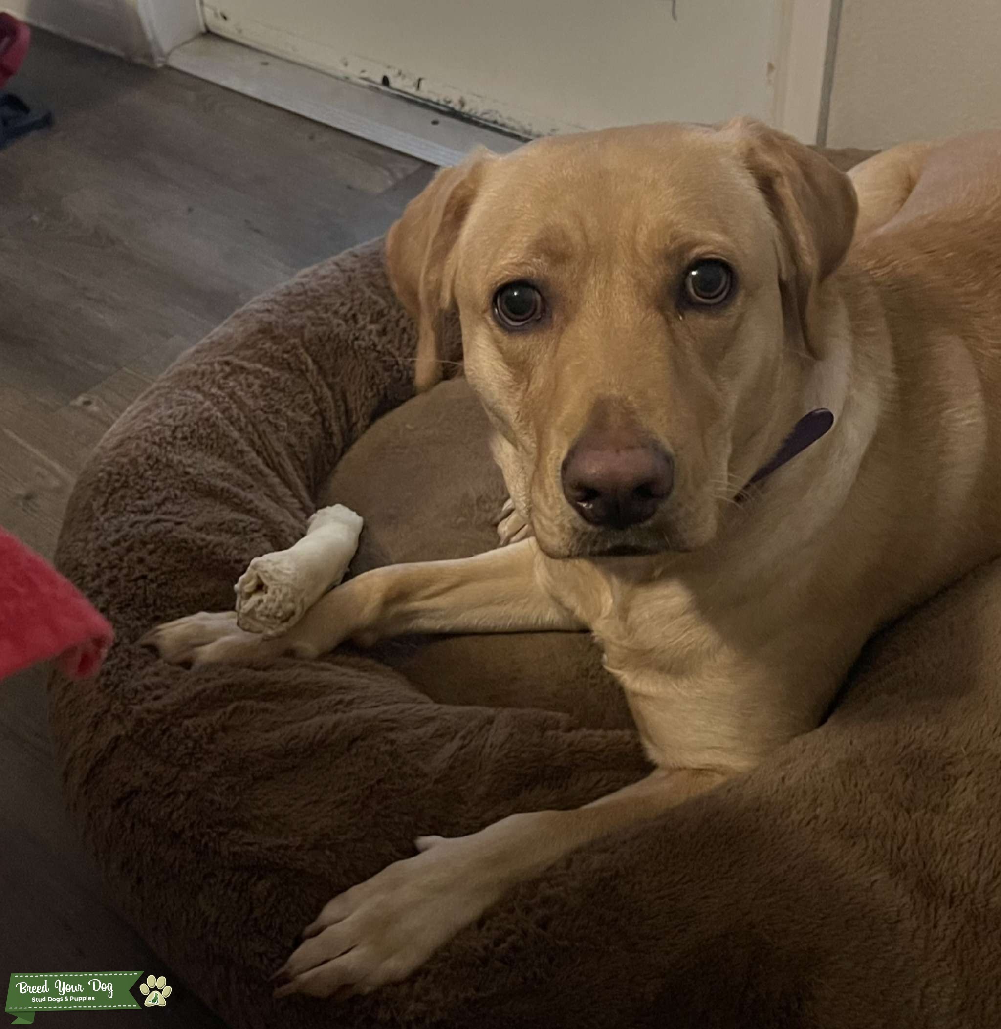 Yellow Labrador Retriever/German Shepherd - Stud Dog in Pearland, TX ...