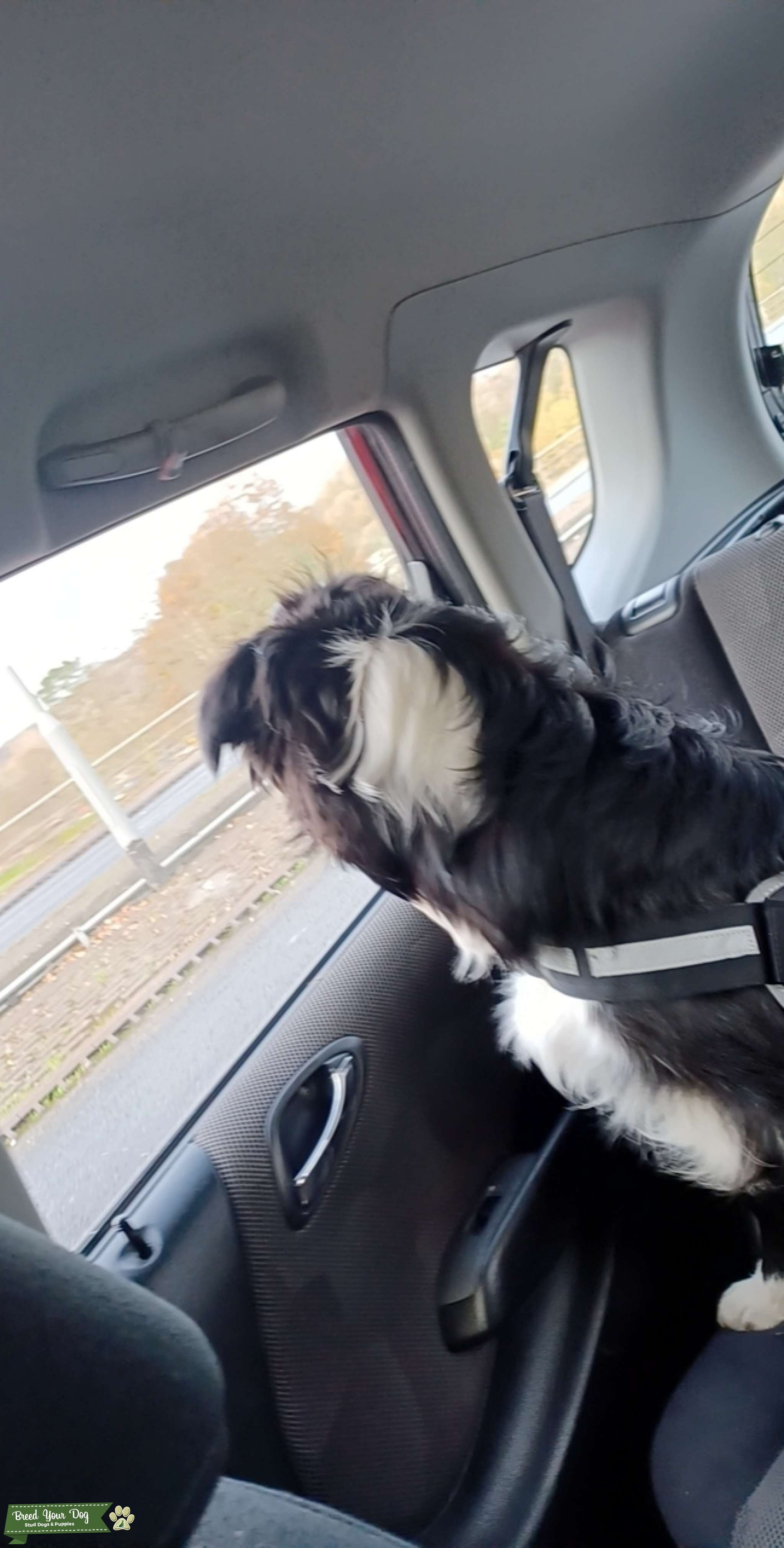 Welsh collie for stud - Stud Dog in Glamorgan , United States | Breed ...